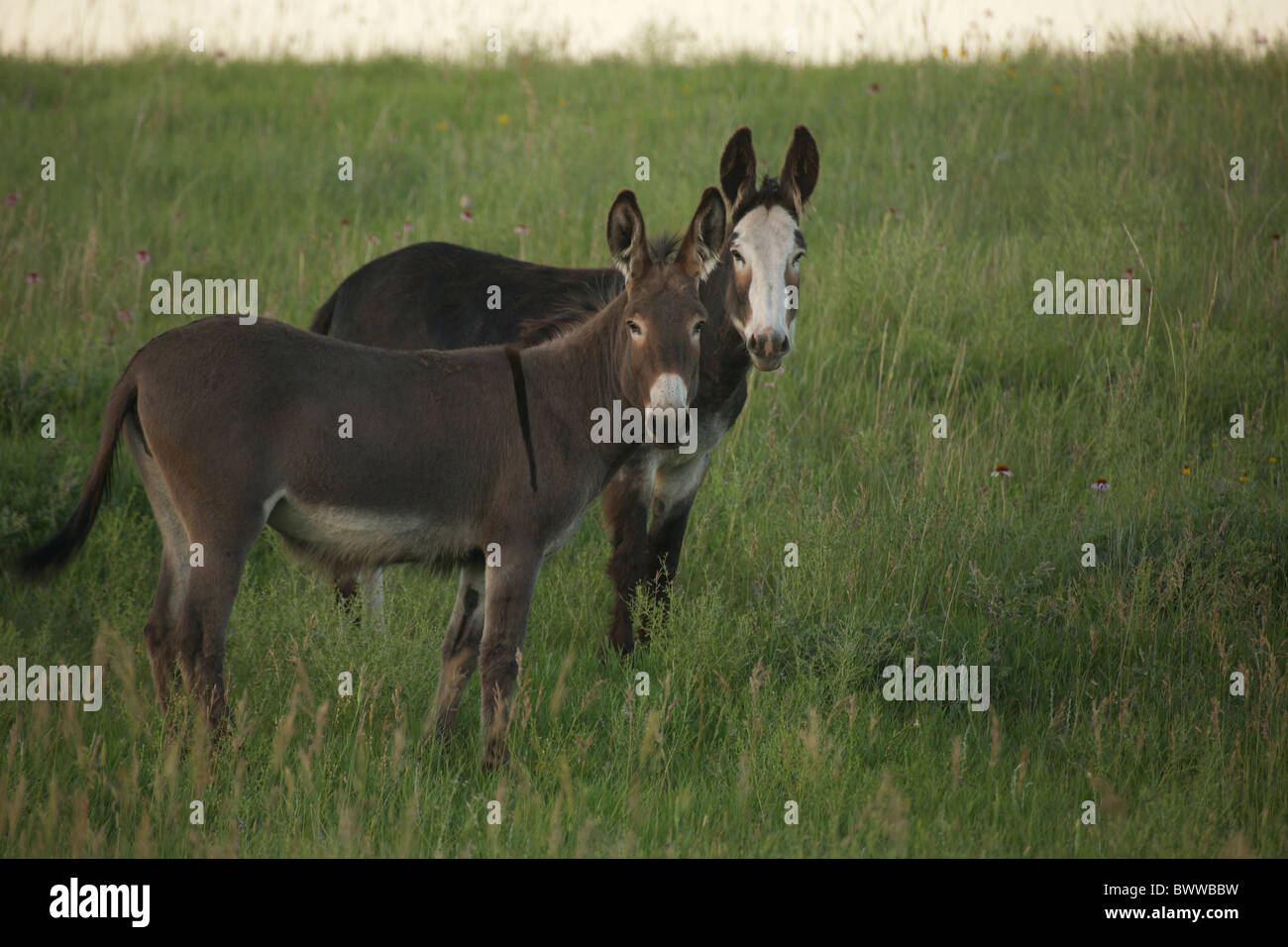 Feral Burro or Donkey (Equus asinus) (Equus africanus asinus) - Custer ...