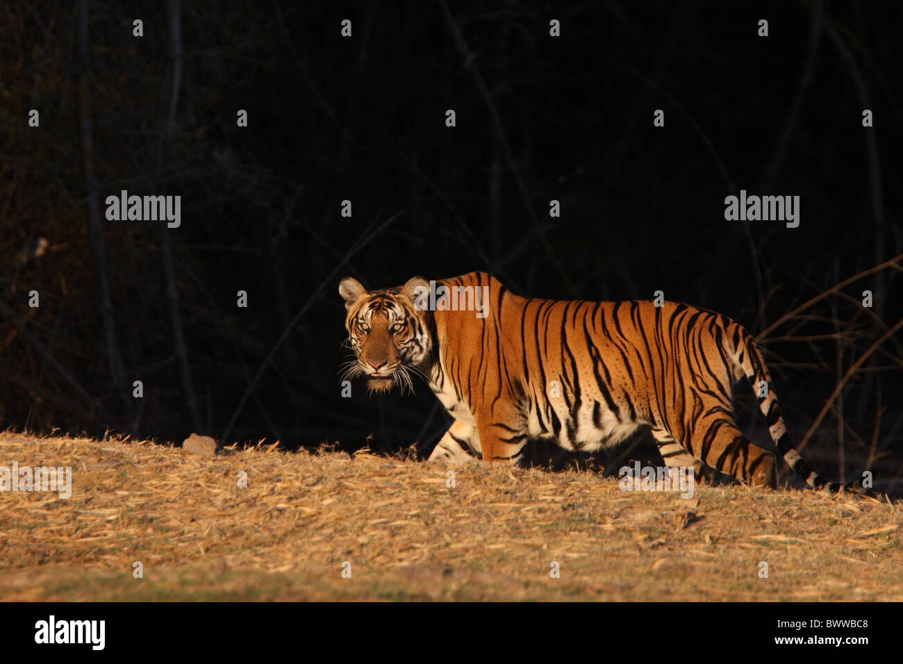 sunset shadows tiger tigers cat cats carnivore carnivores mammal ...