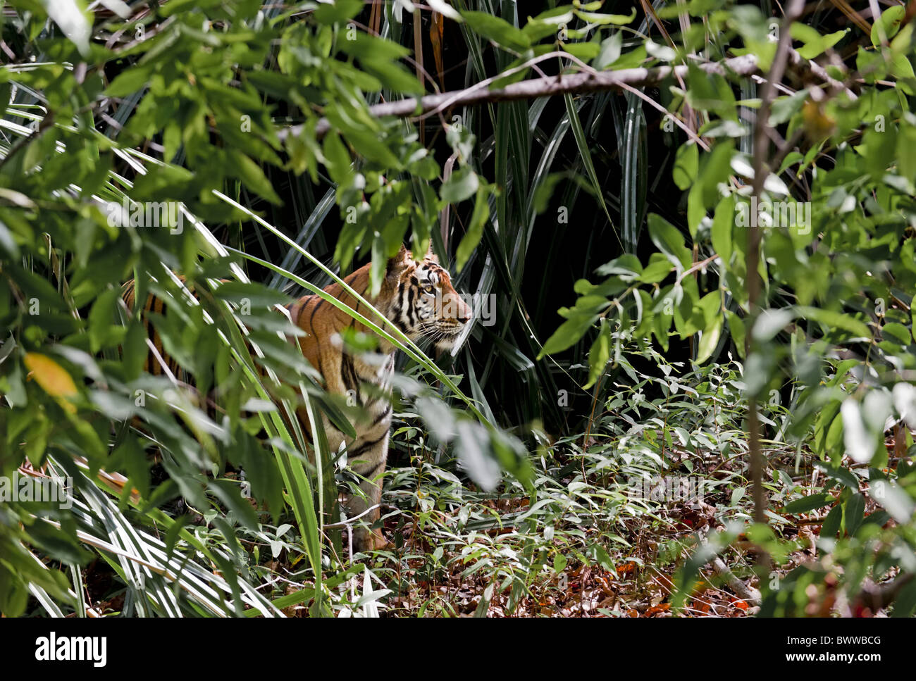 Indian Tiger (Panthera tigris tigris) adult female, heavily pregnant ...