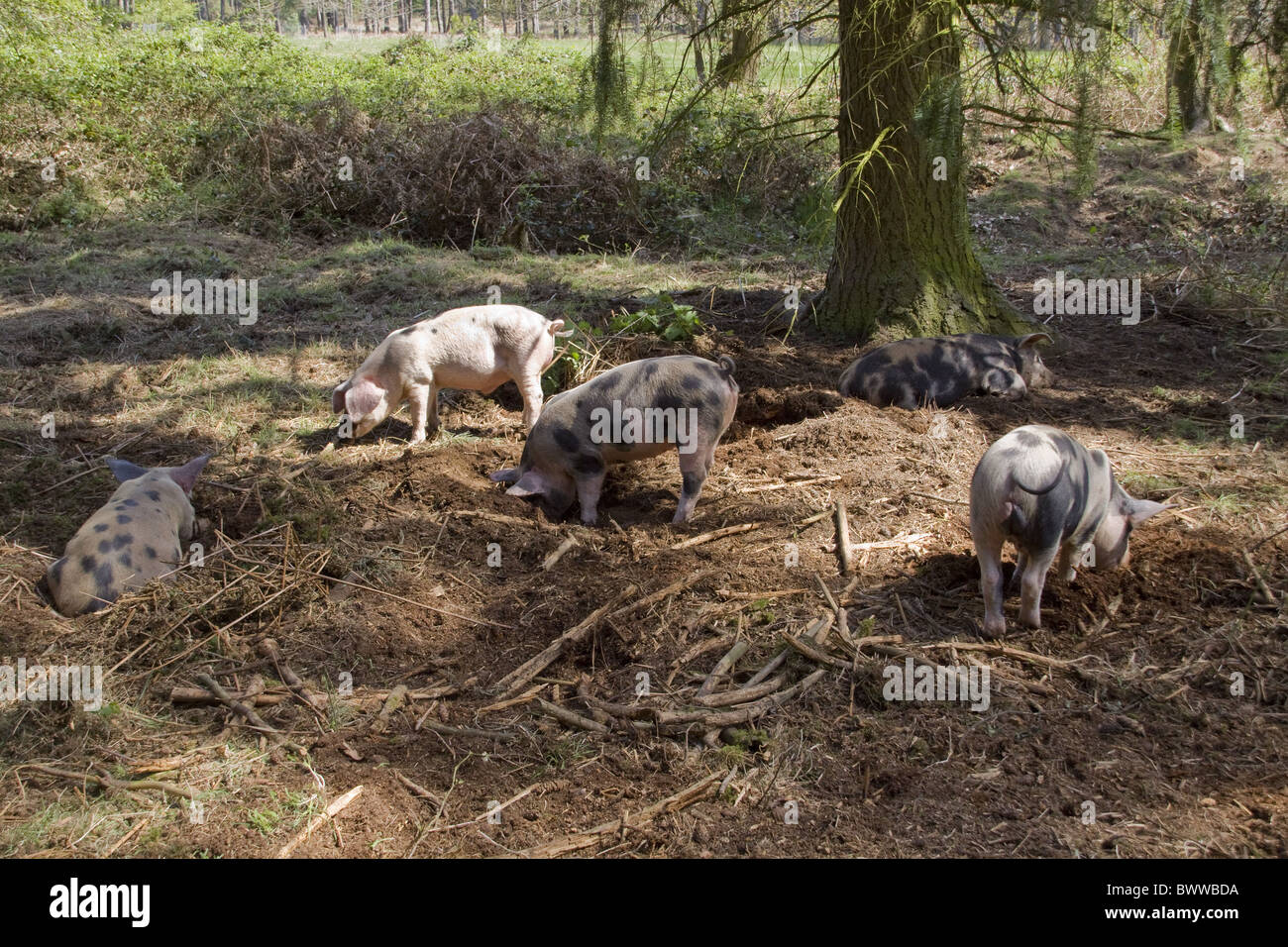 Gloucestershire old spot crossed duroc hi-res stock photography and ...