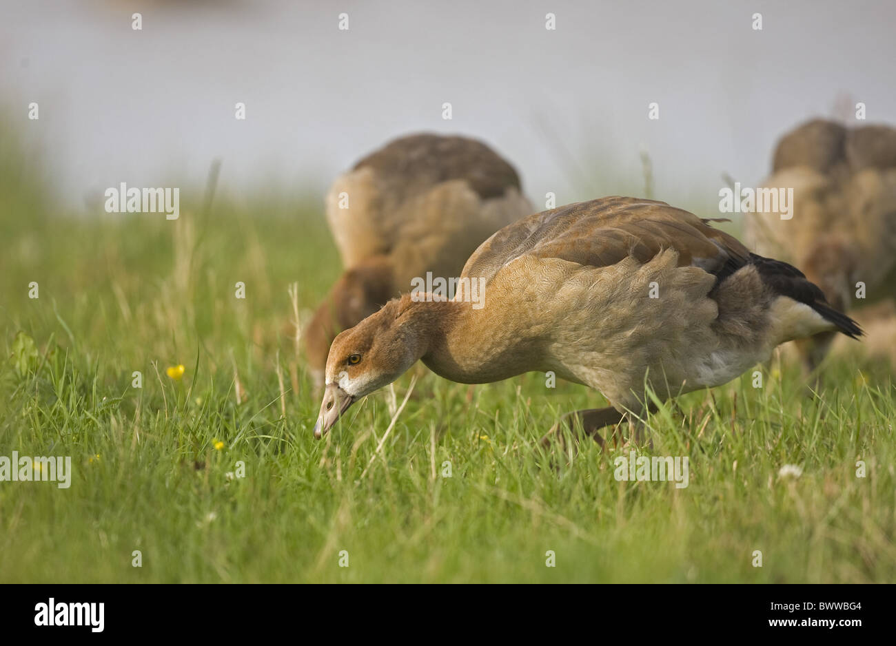 Egyptian Goose (Alopochen aegyptiacus) introduced species, juveniles ...