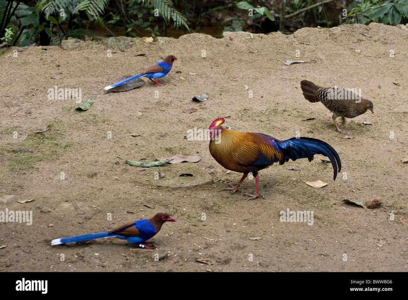Blue Jungle Fowl