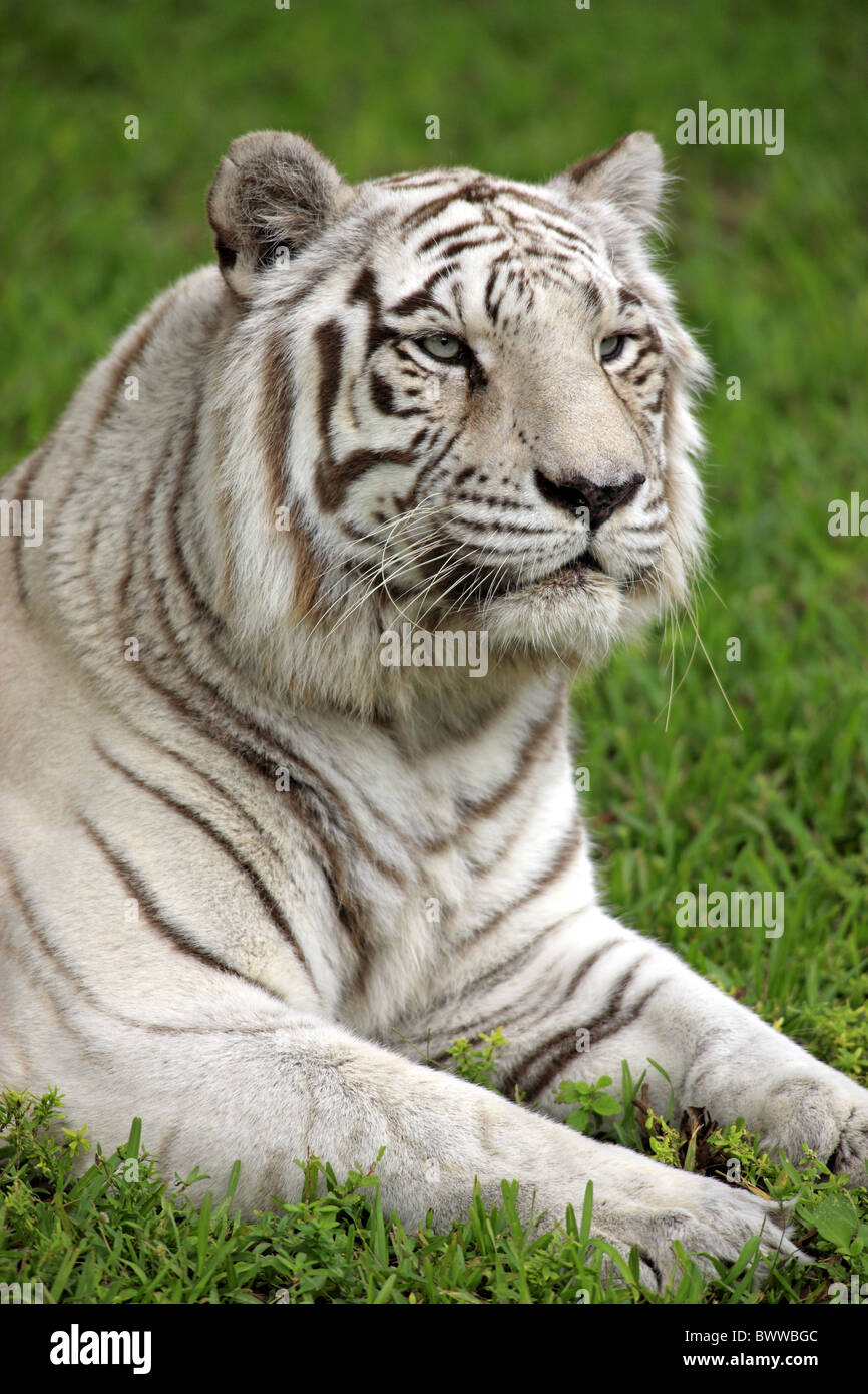 Portrait - close up tiger tigers cat cats carnivore carnivores mammal ...