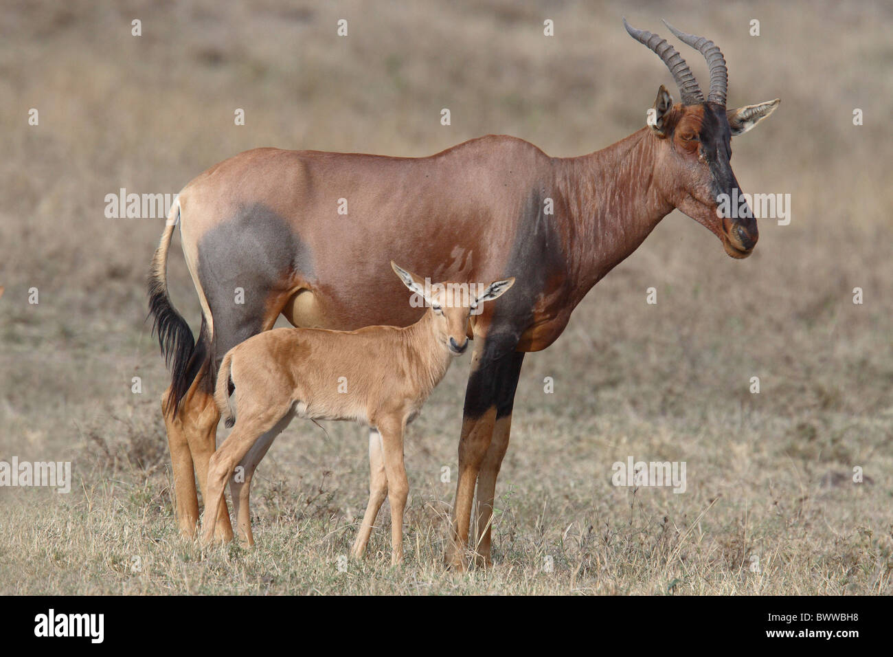 Topi with calf Topi Calf Young Birth Baby Antelope Sub Species Masai ...