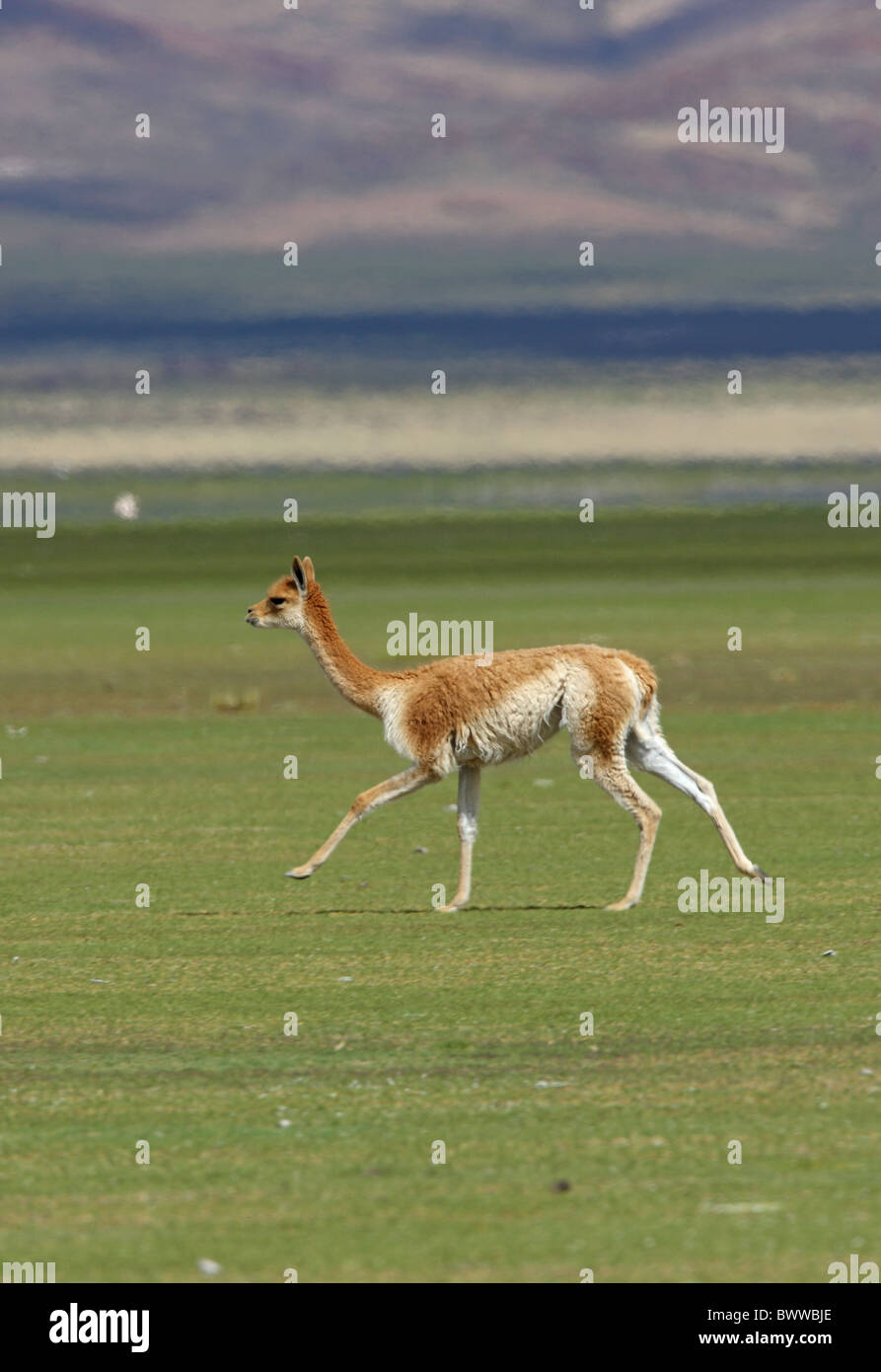vicugna vicugnas vicuna vicunas "south america" "south american ...