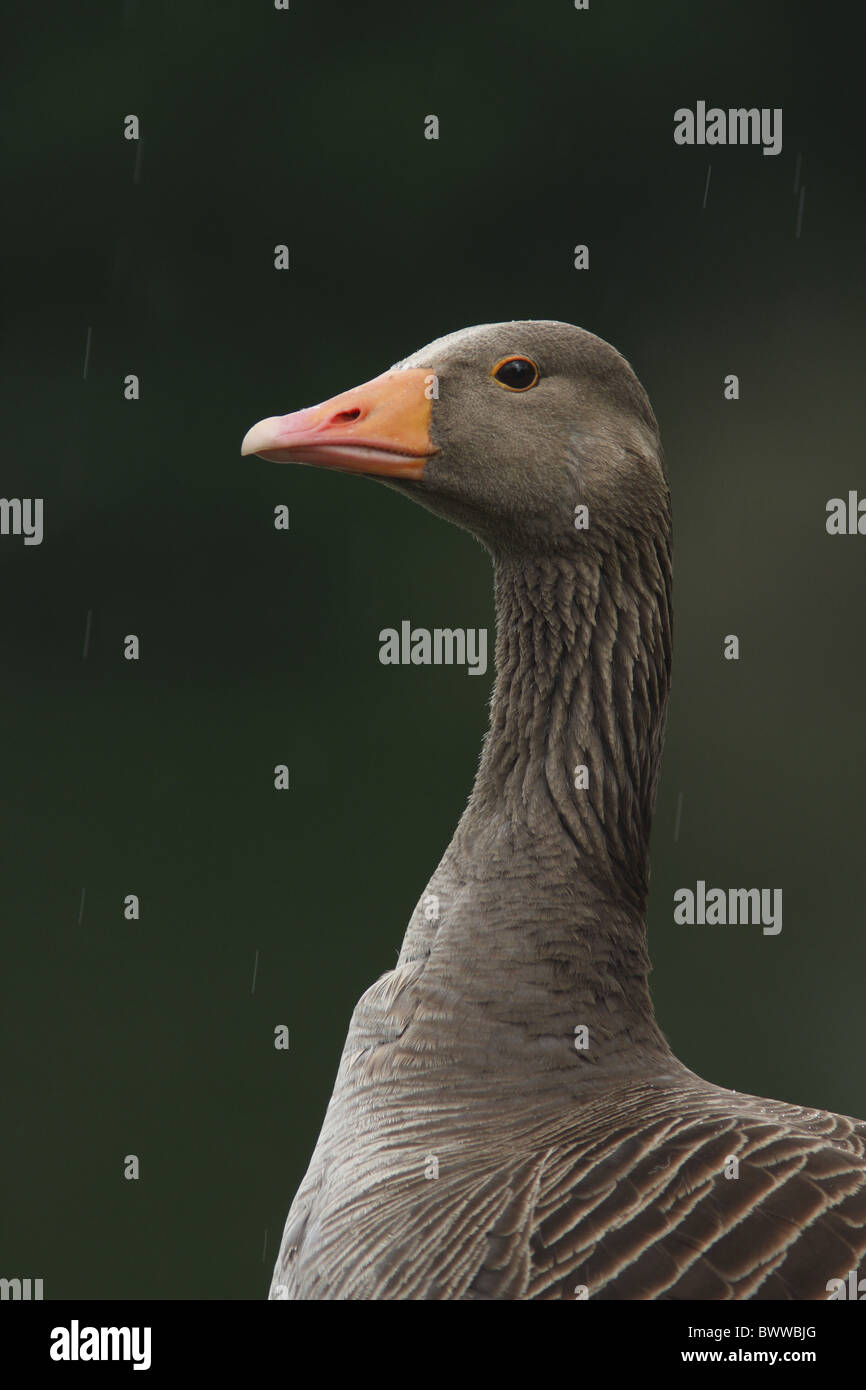 Greylag Goose (Anser anser) adult, close-up of head and neck, in rain ...
