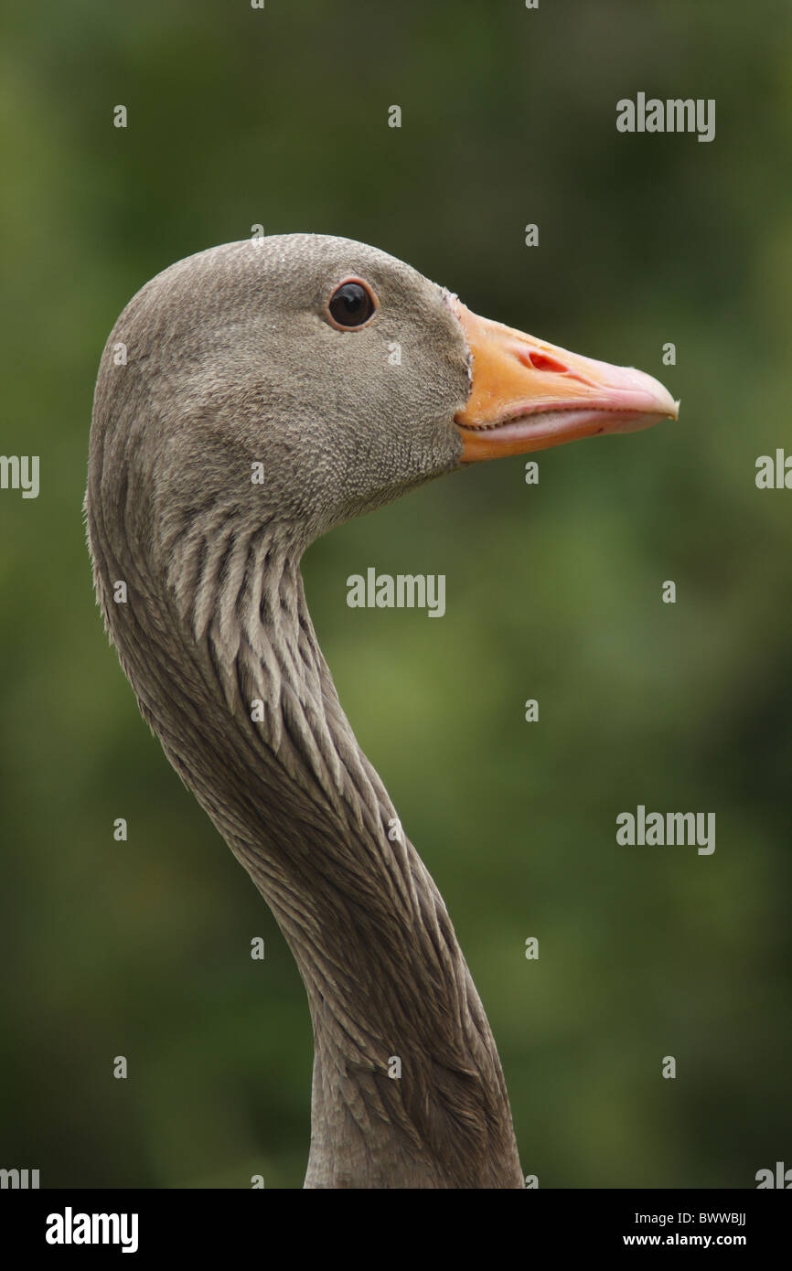 Twisting head and neck hi-res stock photography and images - Alamy