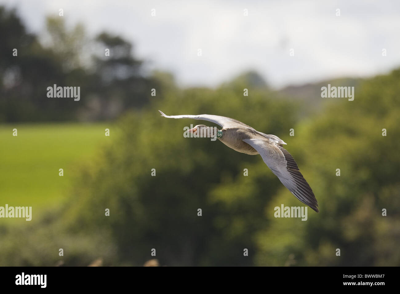 Greylag Goose (Anser anser) adult, bathing, Norfolk, England, winter ...