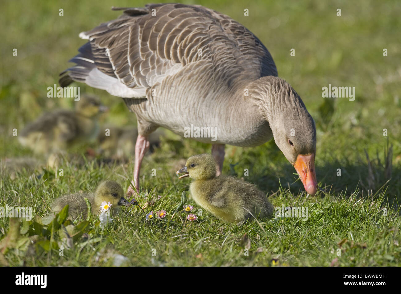 Greylag Goose (Anser anser) adult, bathing, Norfolk, England, winter ...