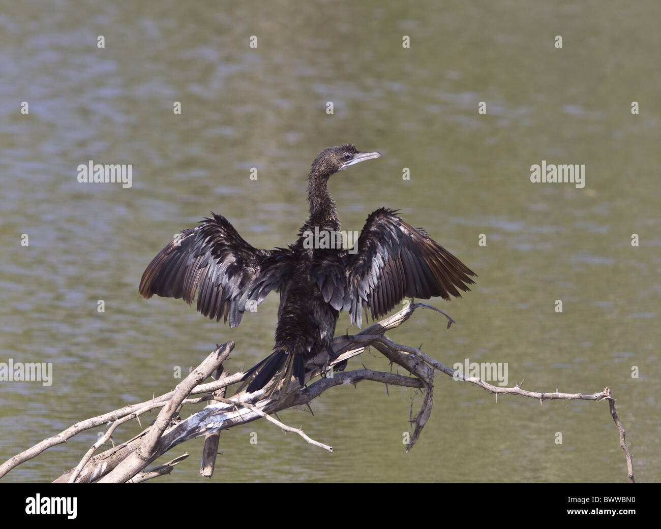 Little Cormorant sunning itself - Sri Lanka Stock Photo - Alamy