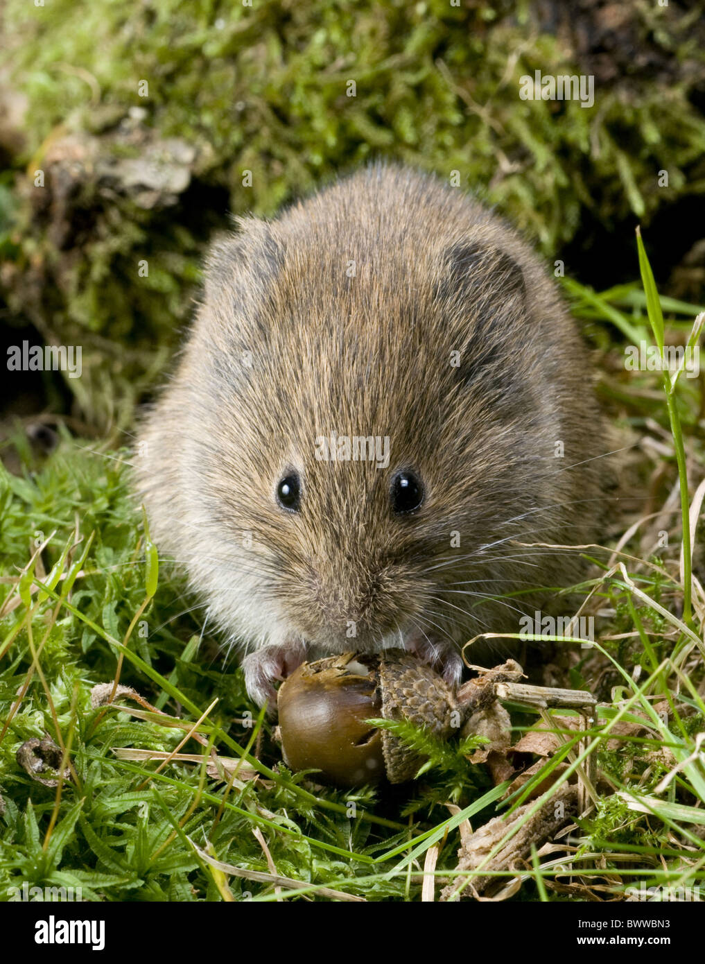 Field Vole Microtus agrestis adult feeding fallen Stock Photo - Alamy