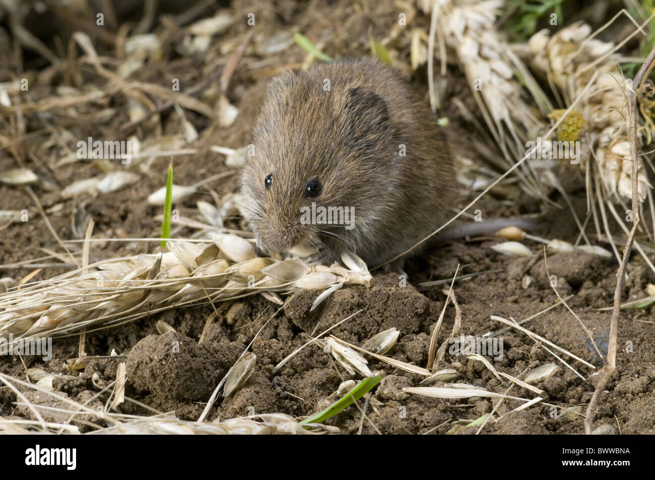 vole voles rodent rodents mammal mammals animal animals europe european ...