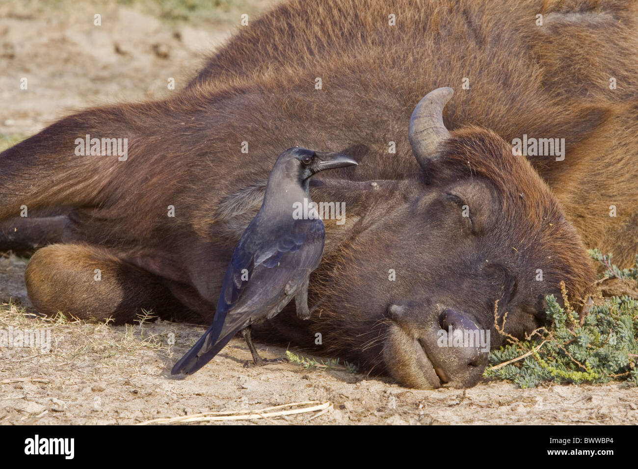 House Crow looking for ticks on a cow Stock Photo - Alamy