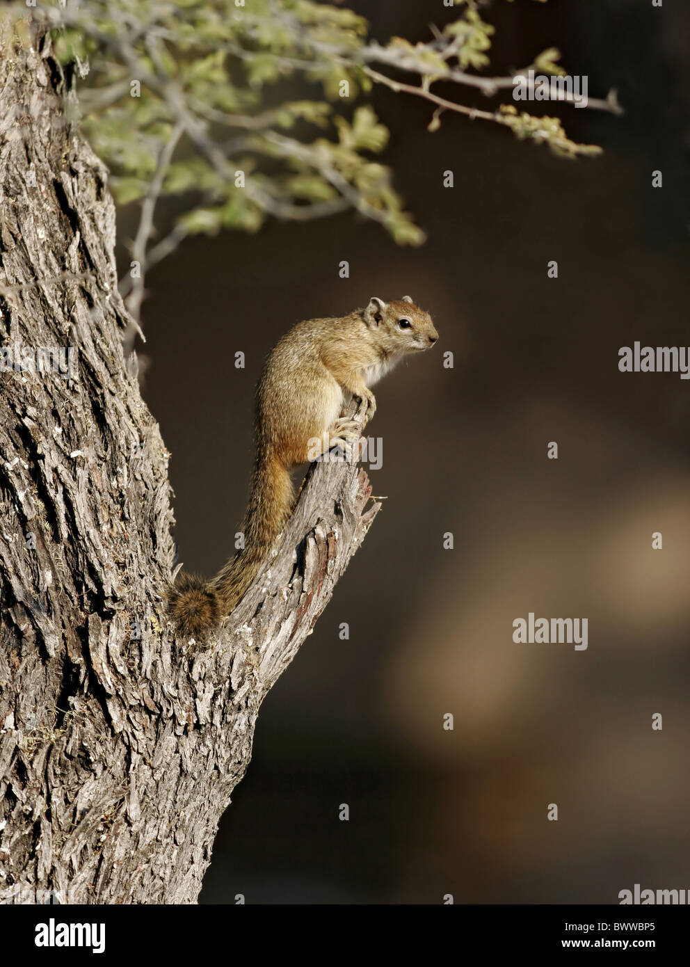 squirrel squirrels rodent rodents mammal mammals animal animals africa ...