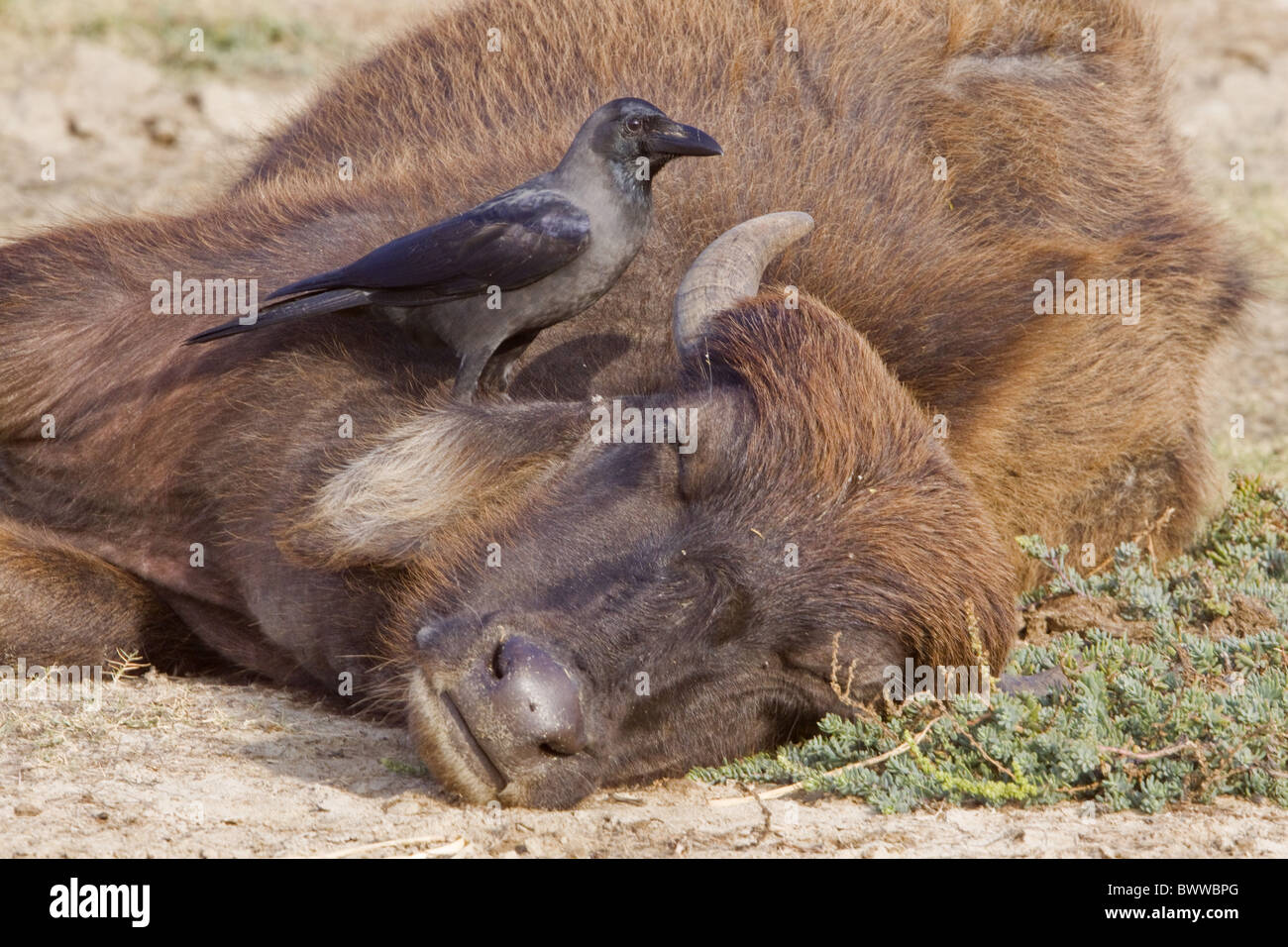 House Crow looking for ticks on a cow Stock Photo - Alamy