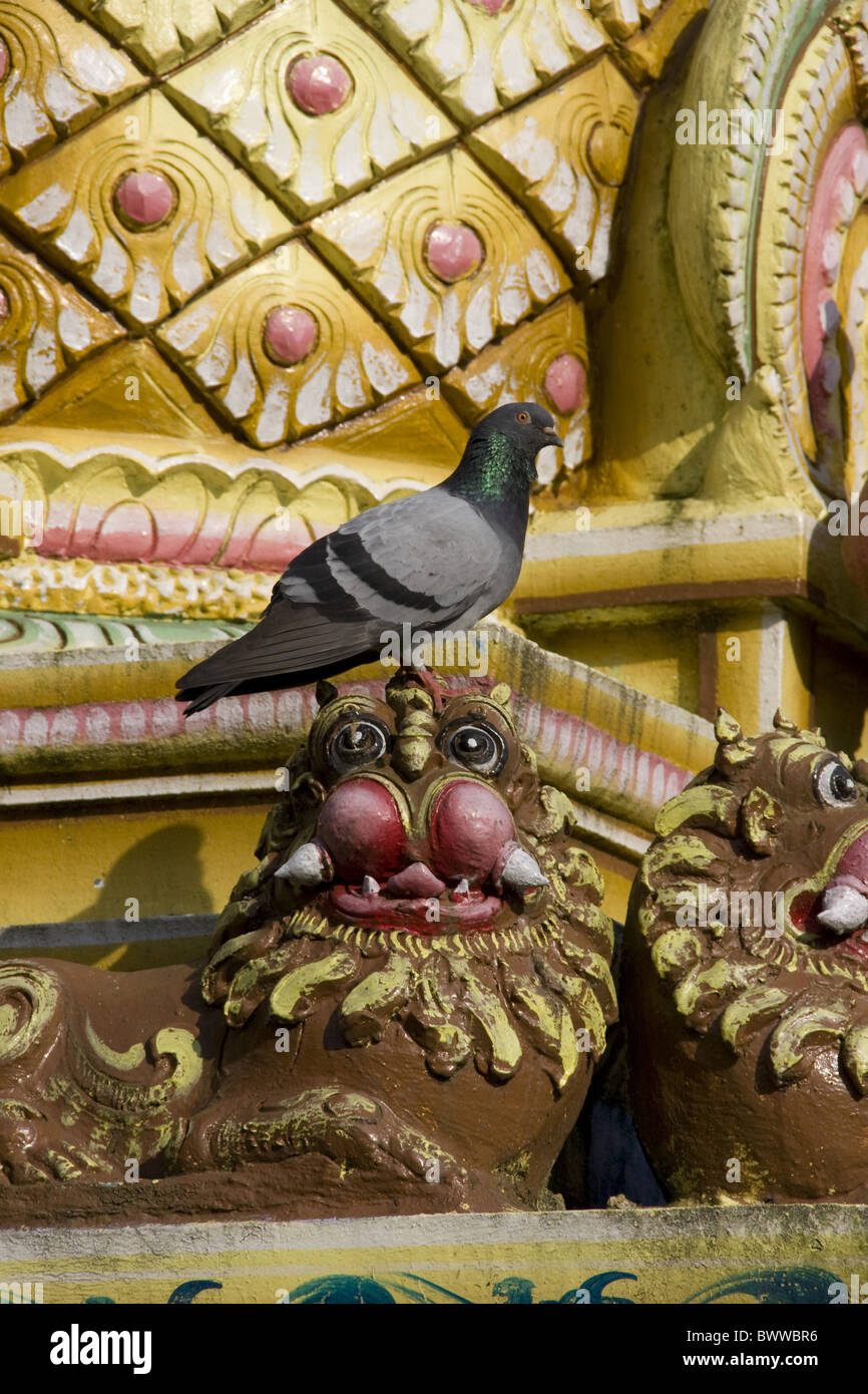 Rock Pigeon on mythological figure Stock Photo - Alamy