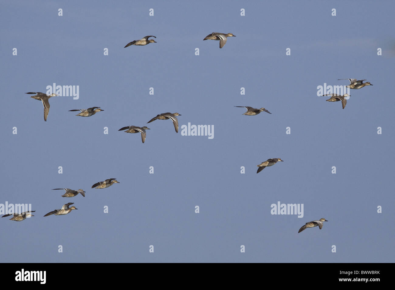 Garganey flock flight - Sri Lanka Stock Photo - Alamy