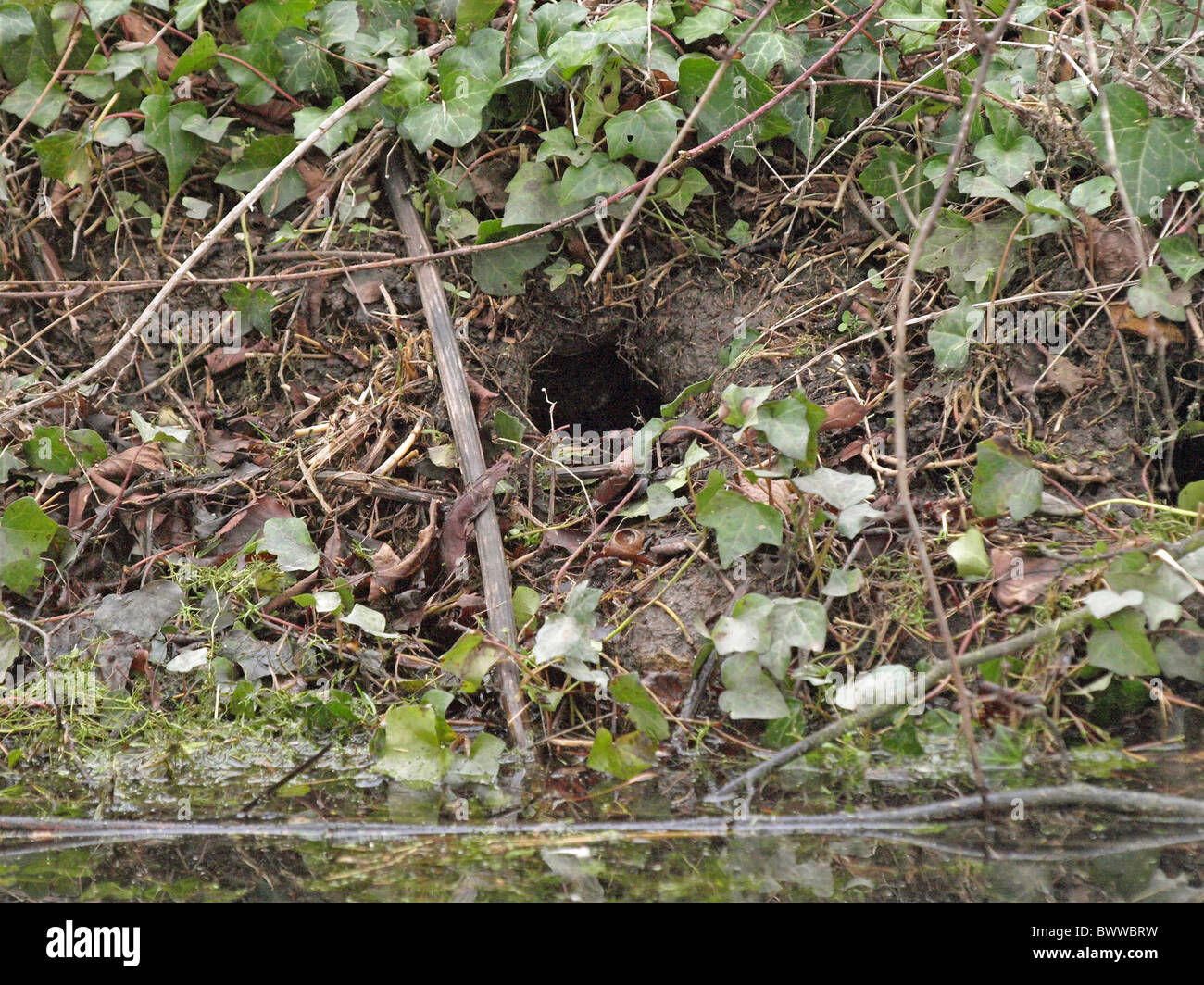 Mammal water vole nest hole tunnel bank stream ditch aquatic northern ...