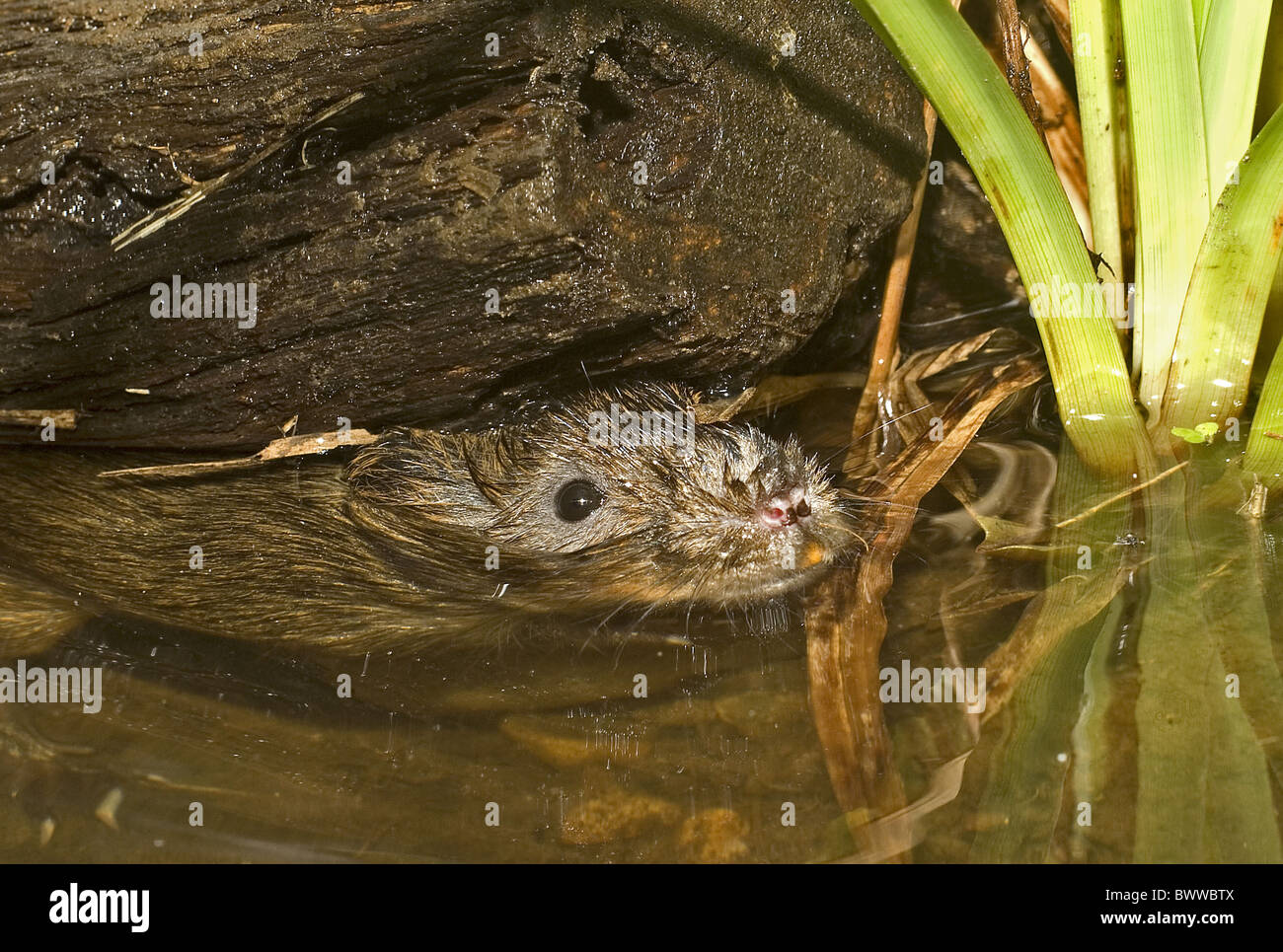 Water Vole Arvicola terrestris adult under log Stock Photo - Alamy