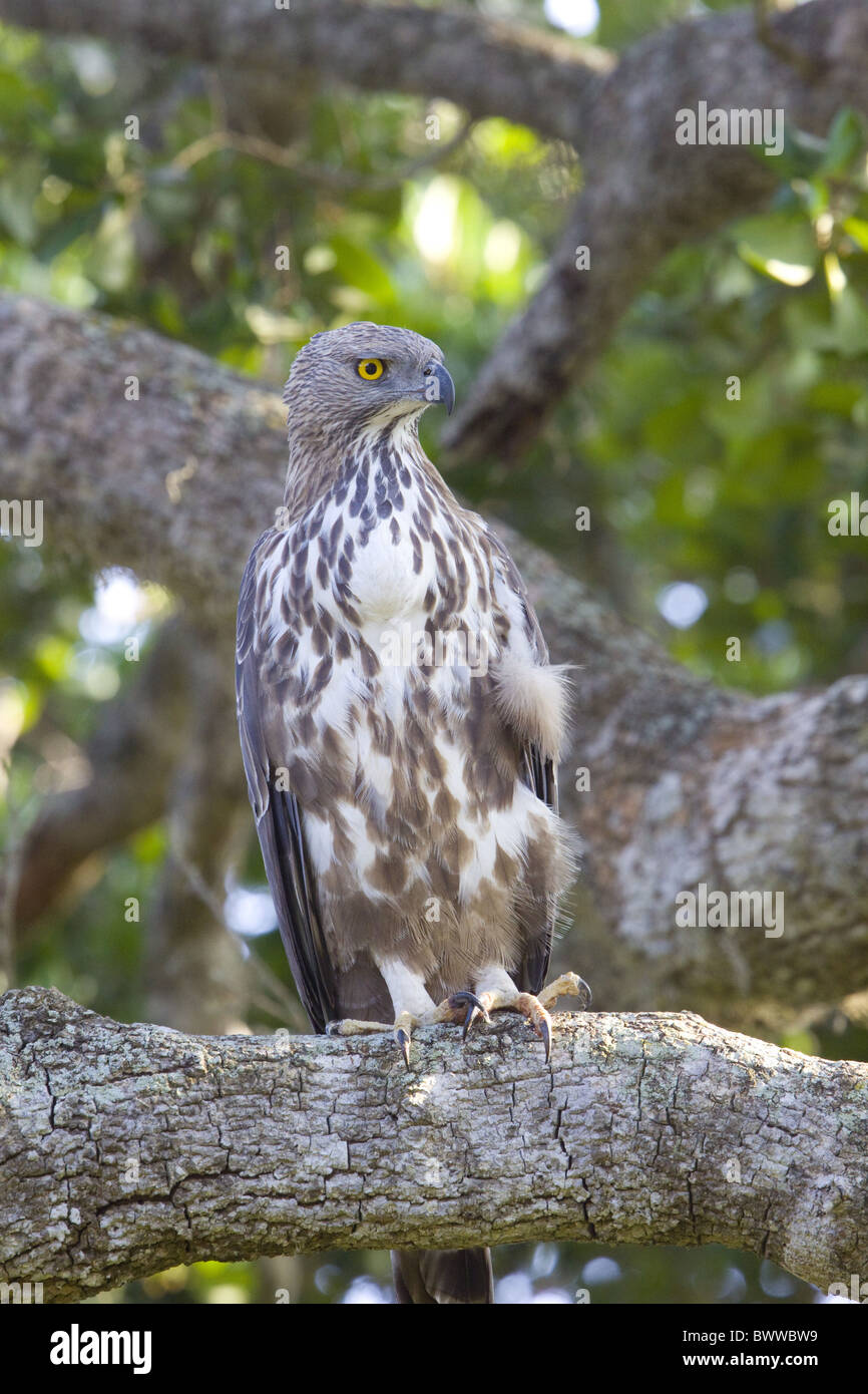 female changeable hawk eagle - Sri Lanka race Stock Photo - Alamy