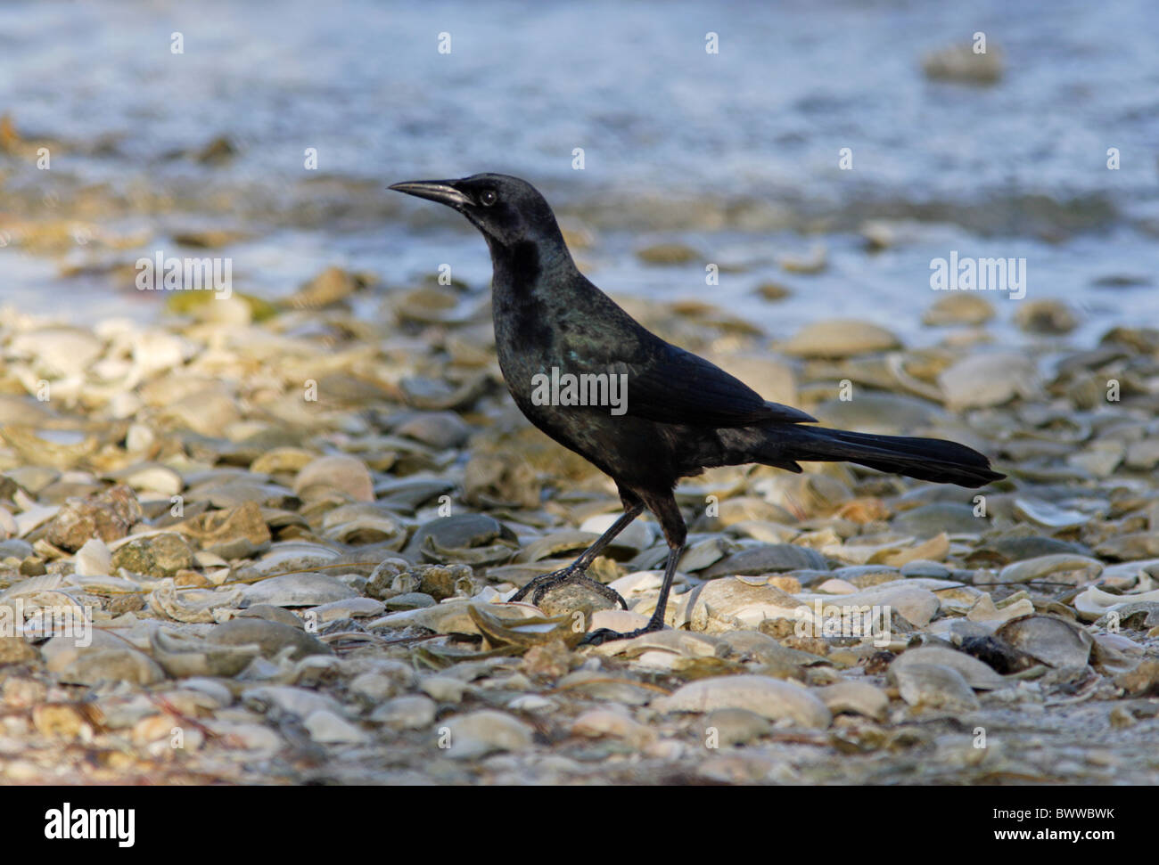 Boat-tailed Grackle (Quiscalus major) adult male, standing on pebbles ...