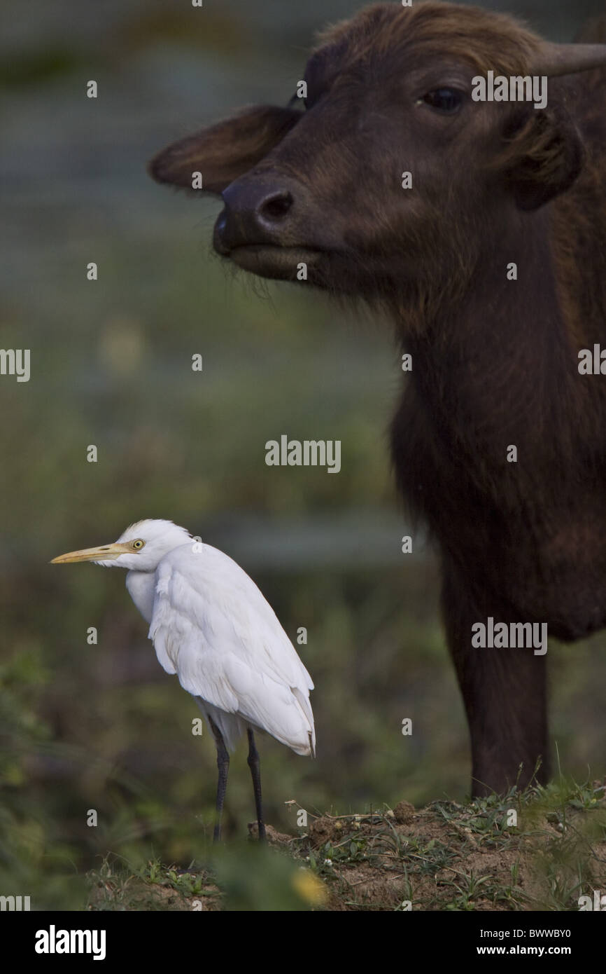 Cattle Egret with cow Stock Photo - Alamy