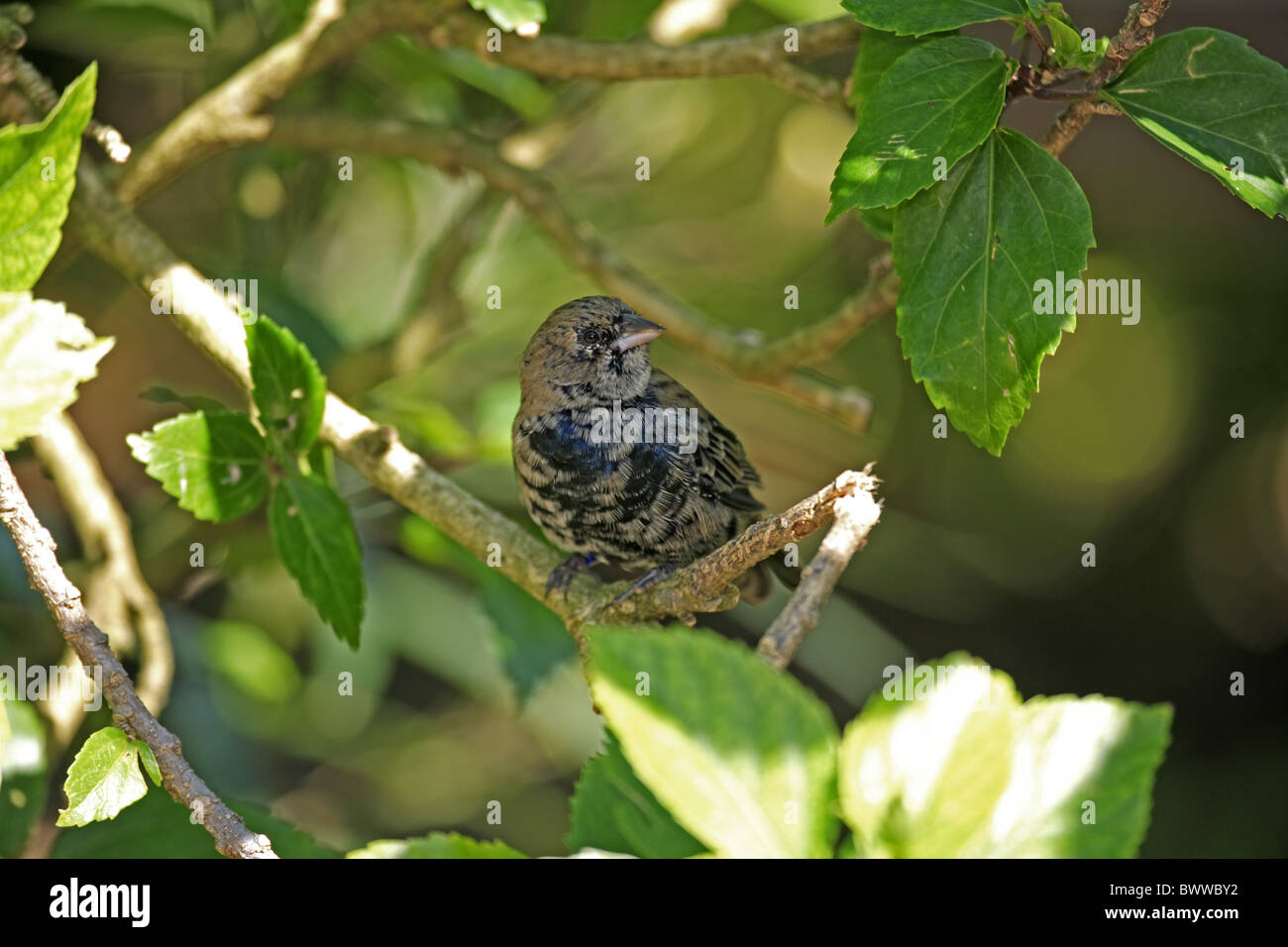 Grand cayman birds hi-res stock photography and images - Alamy