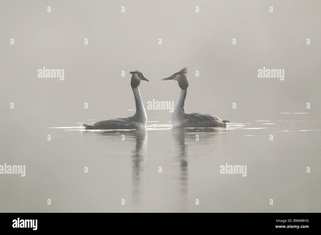 Great Crested Grebe (Podiceps cristatus) adult pair, courtship display ...