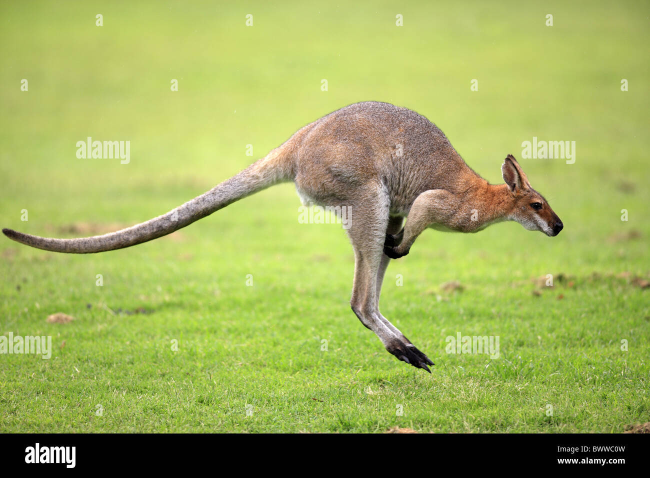 springend - jumping wallaby wallabies herbivore herbivores marsupial marsupials mammal mammals ...