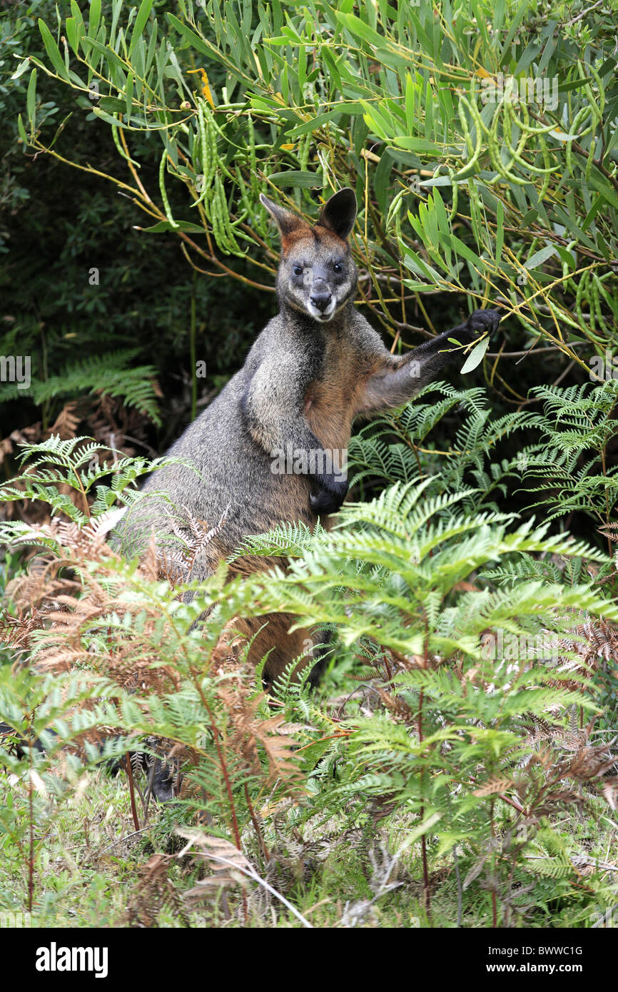 Nahrungssuche - searching for food wallaby wallabies herbivore ...