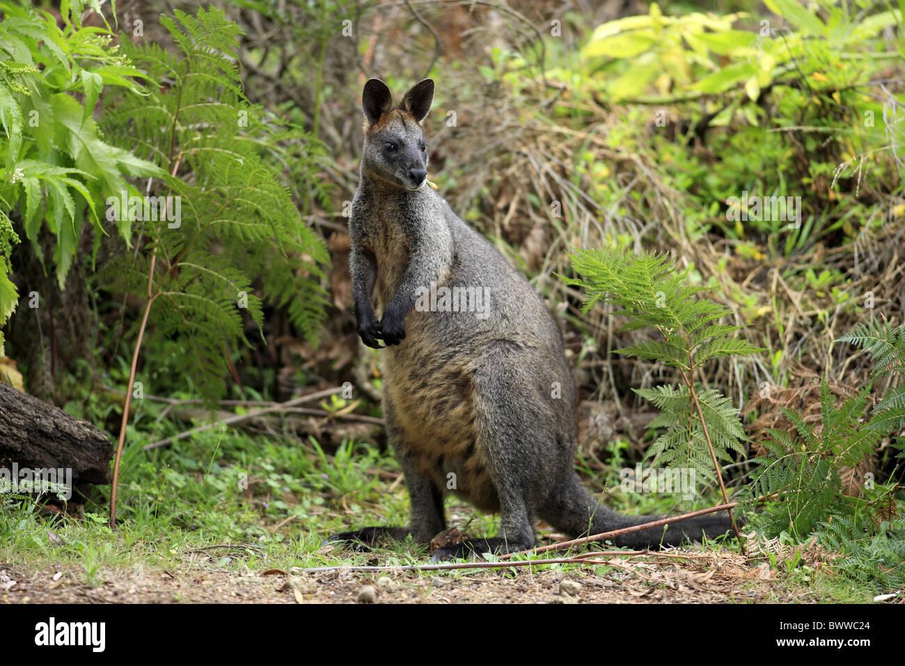 fressend - feeding weiblich - female wallaby wallabies herbivore ...