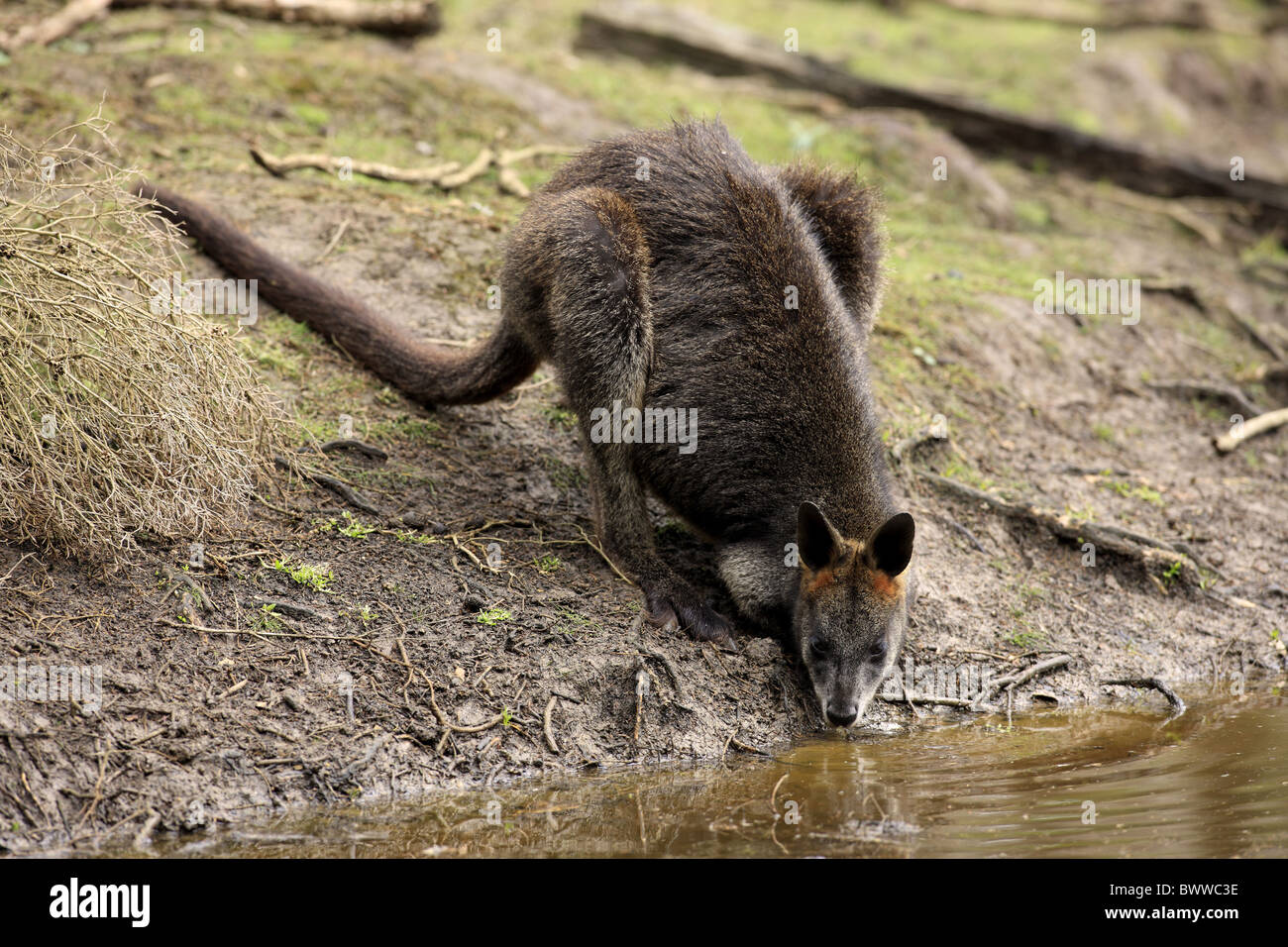 am Wasser - at water trinkend - drinking weiblich - female wallaby ...