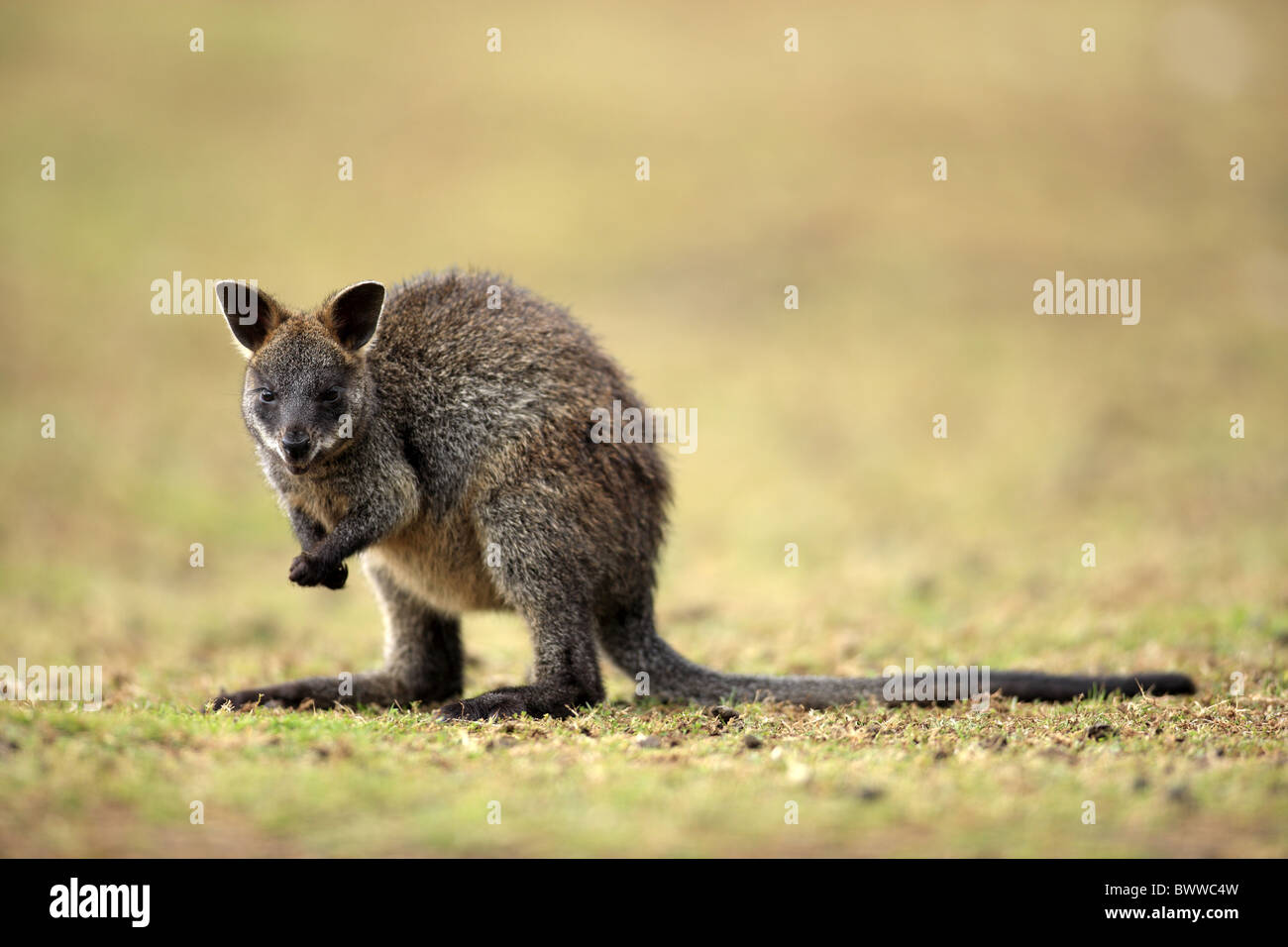 Jungtier - young wallaby wallabies herbivore herbivores marsupial ...