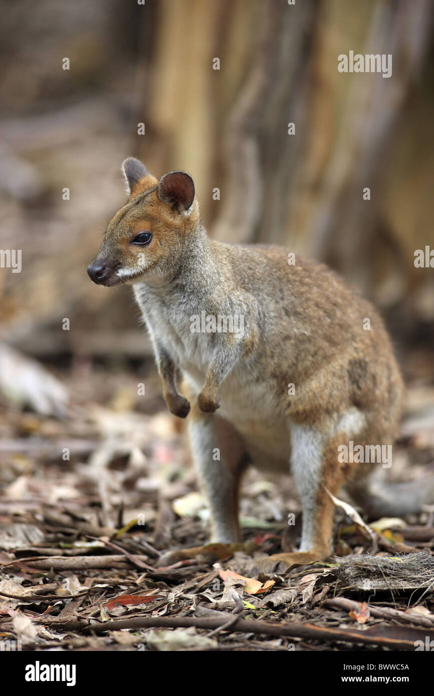 wallaby wallabies australia australian australasia australasian ...