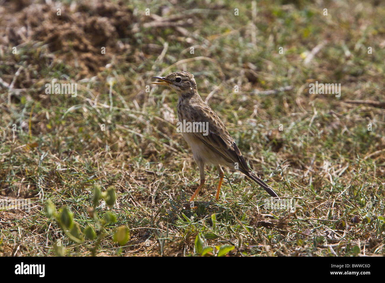 Indian pipit hi-res stock photography and images - Alamy