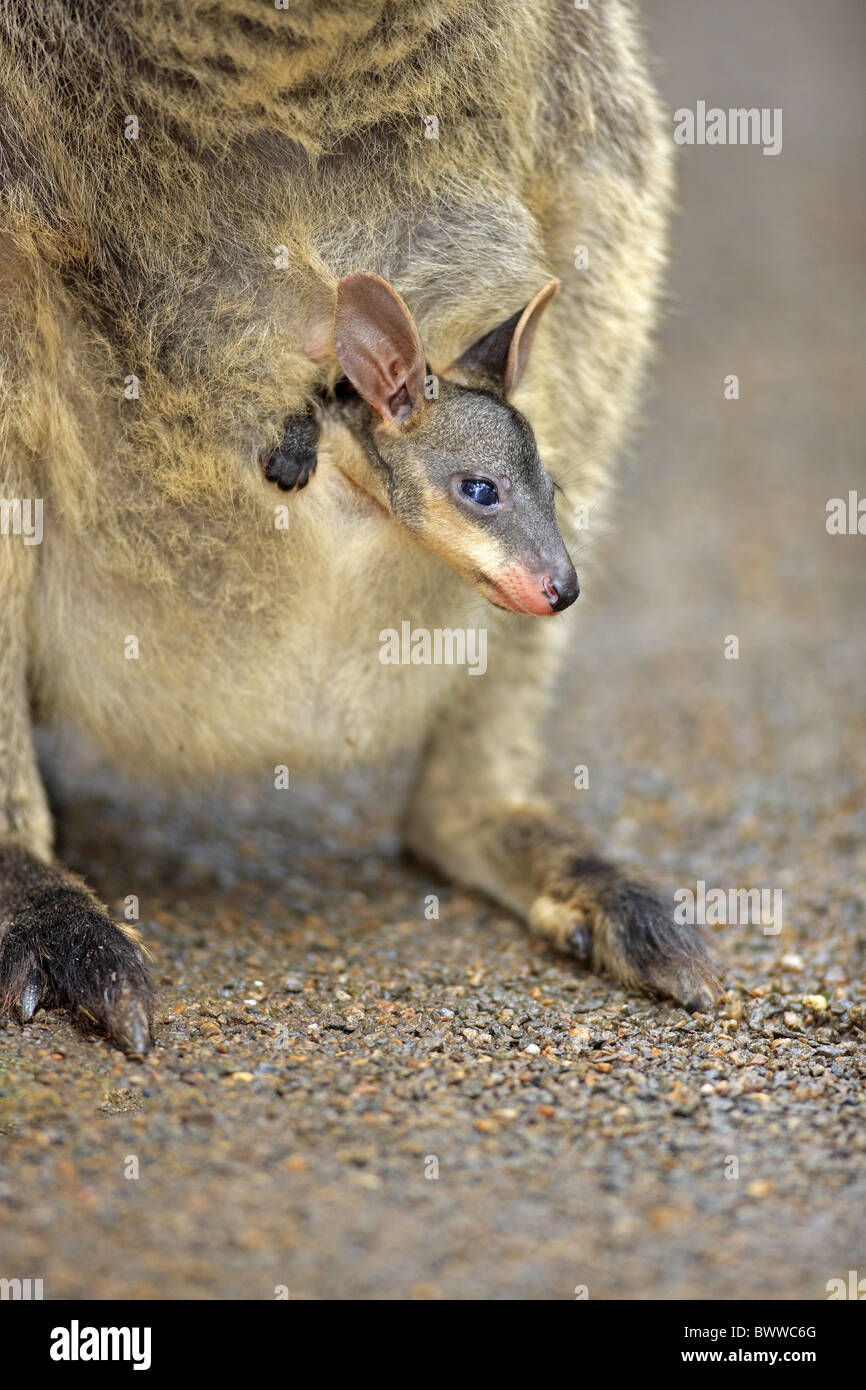 Baby Marsupial Mammals