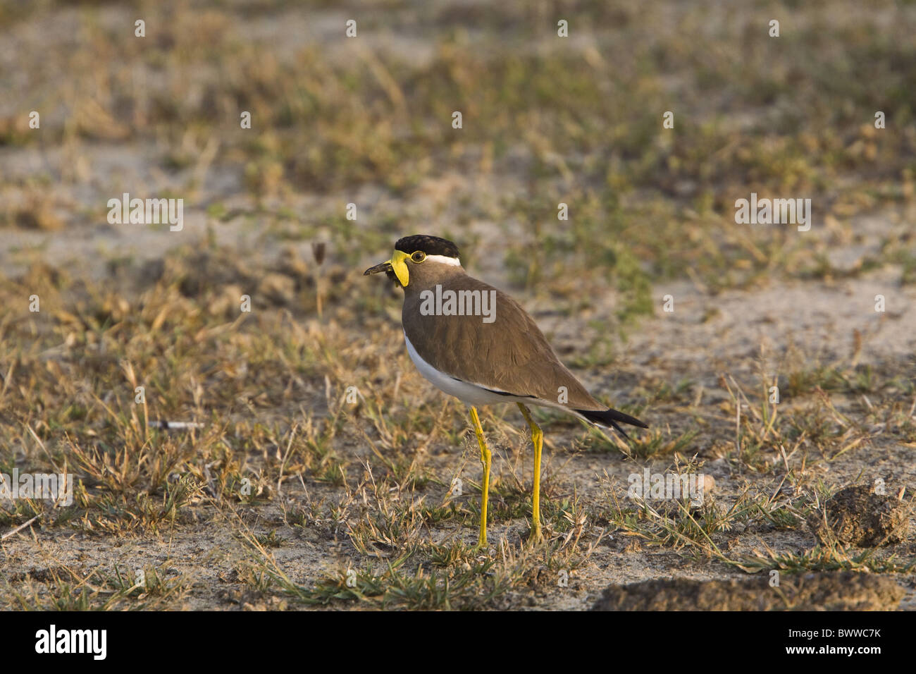 Yellow wattled Plover - Sri Lanka Stock Photo - Alamy