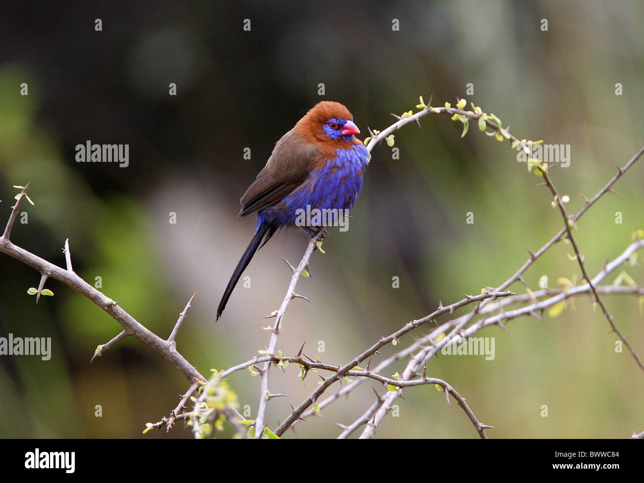 Grenadier hi-res stock photography and images - Alamy