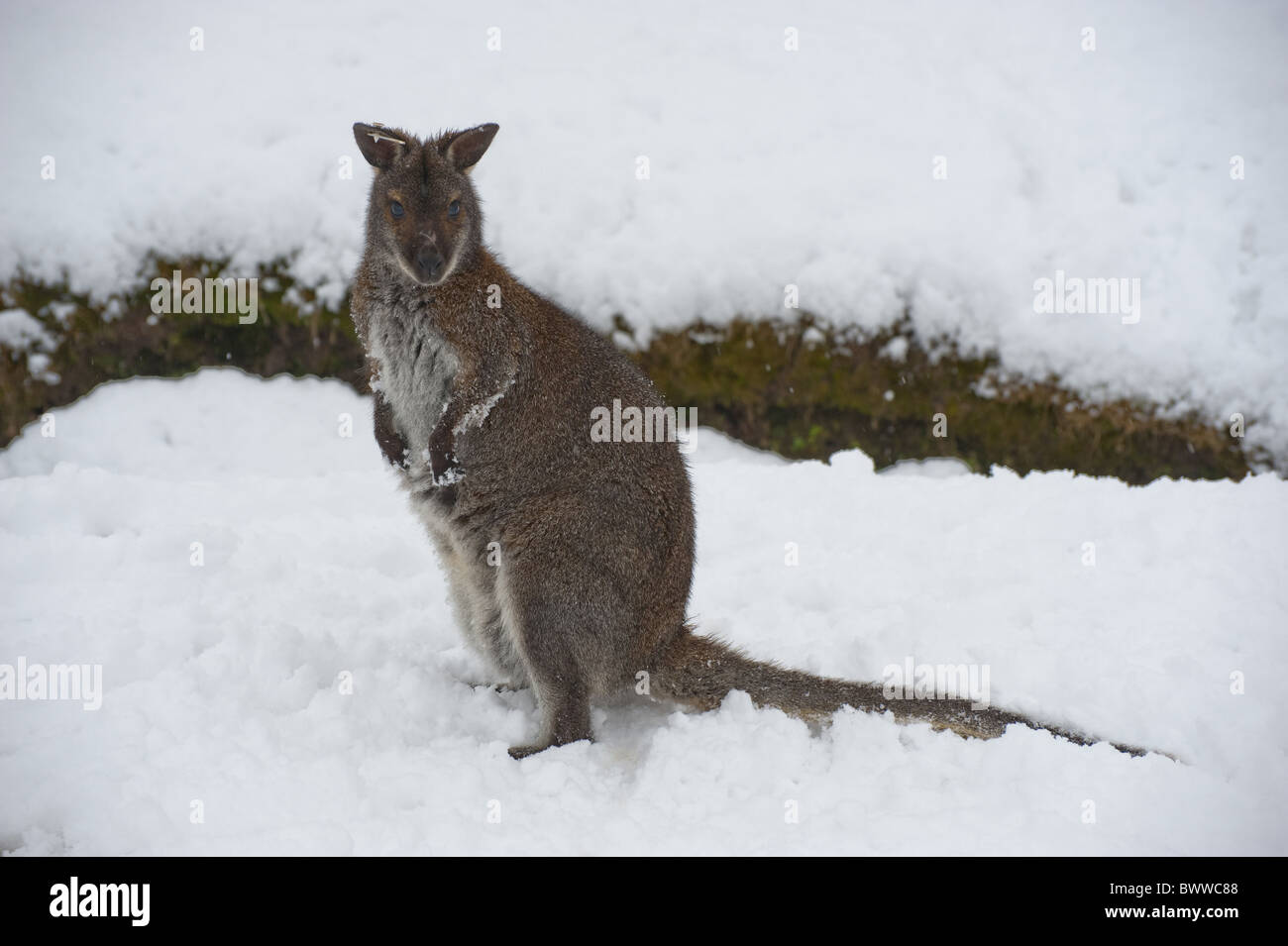 Snow Wallaby winter wallaby wallabies australia australian australasia ...