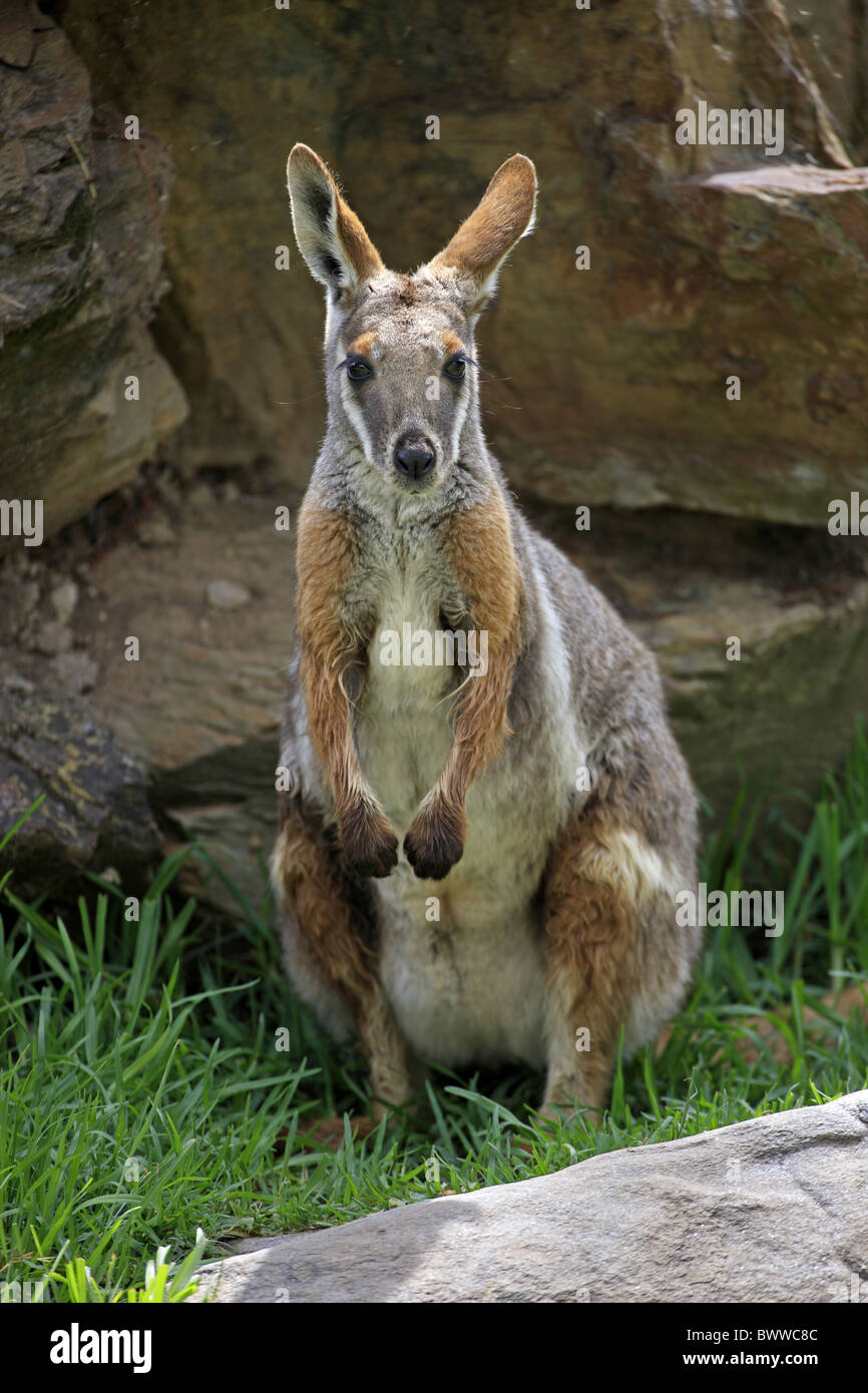 Australian Wallabies Animals