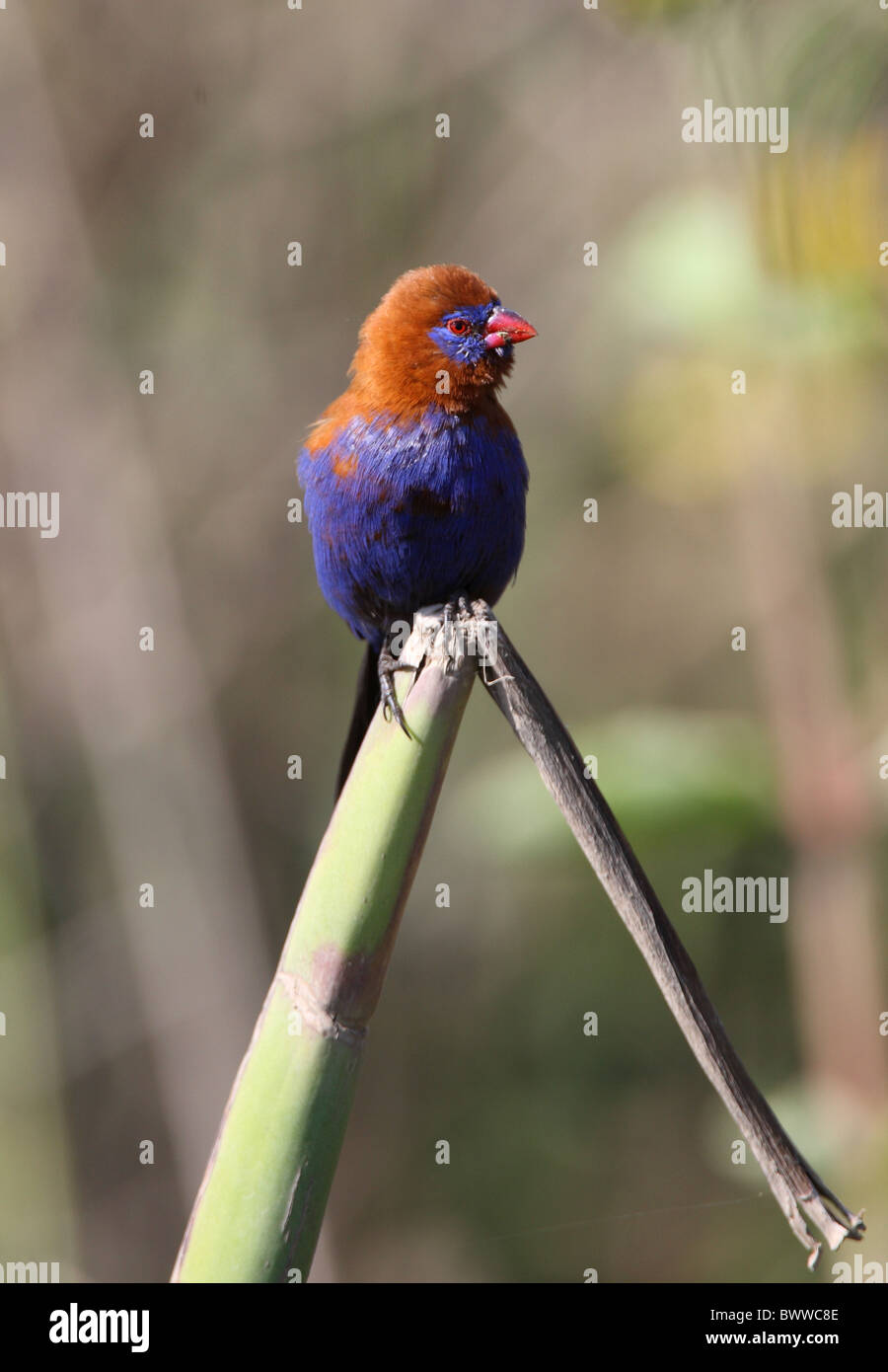 Grenadier hi-res stock photography and images - Alamy