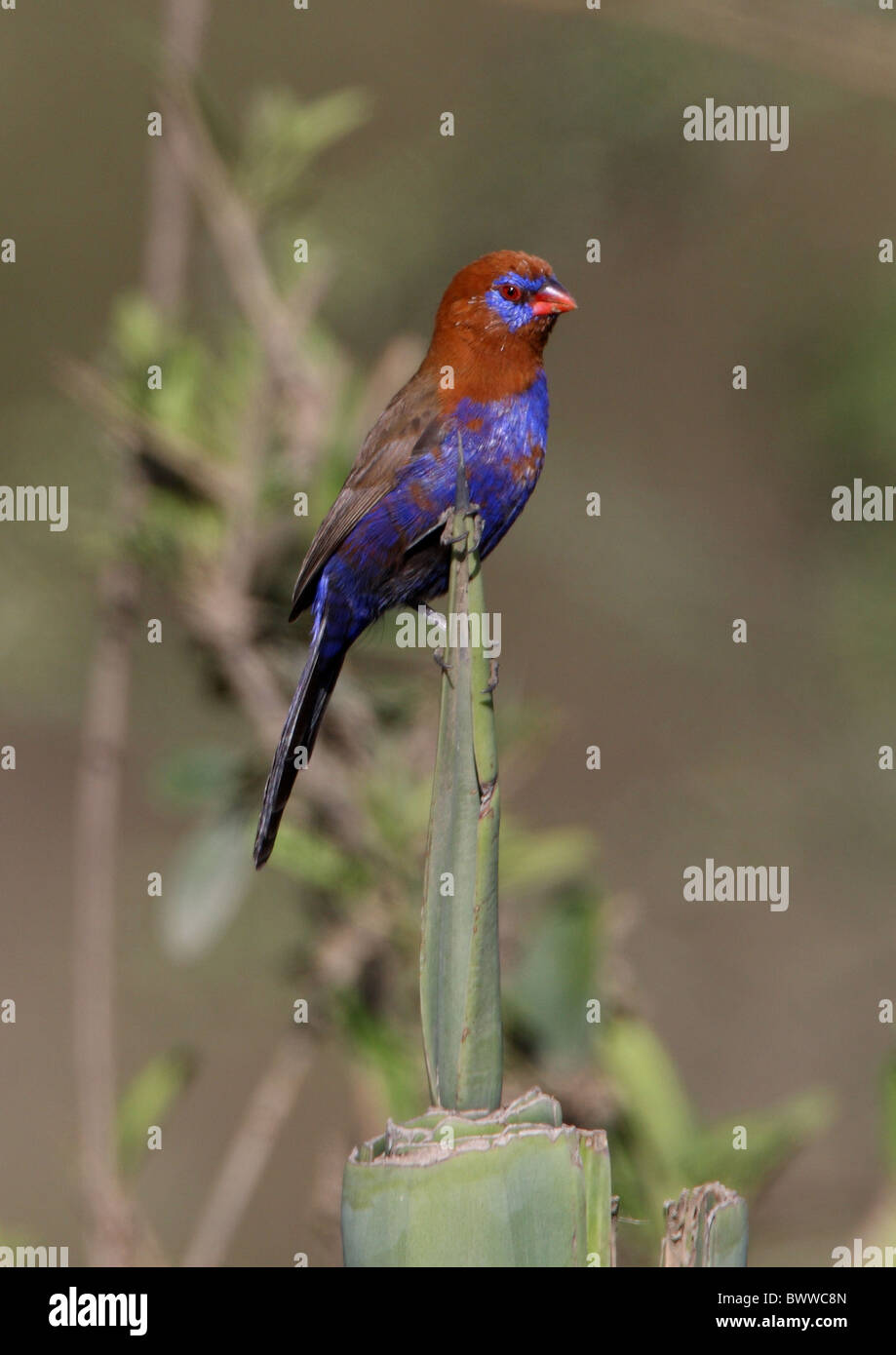 Grenadier hi-res stock photography and images - Alamy