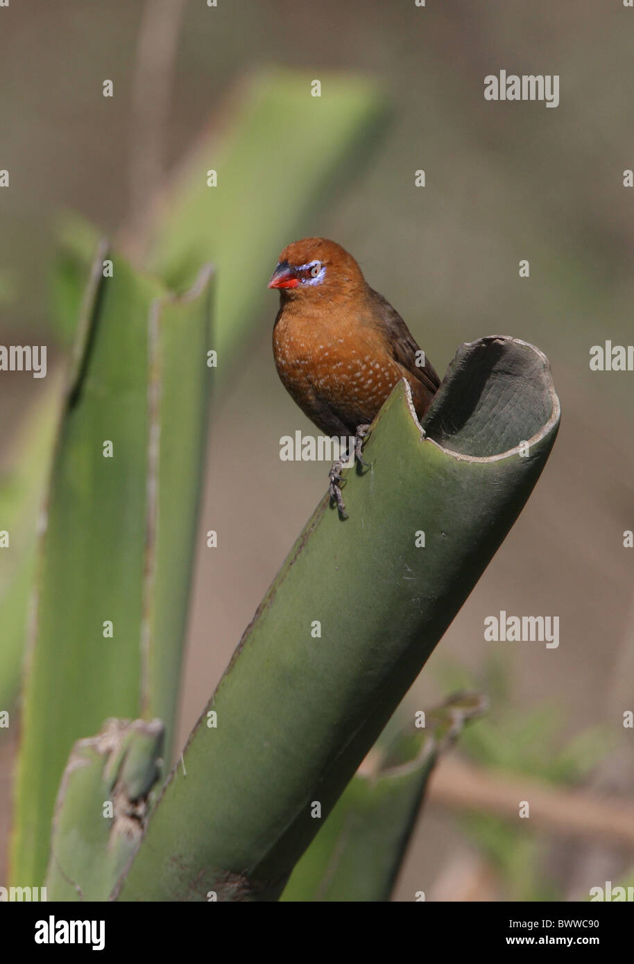 Purple Grenadier (Uraeginthus ianthinogaster) adult Stock Photo - Alamy