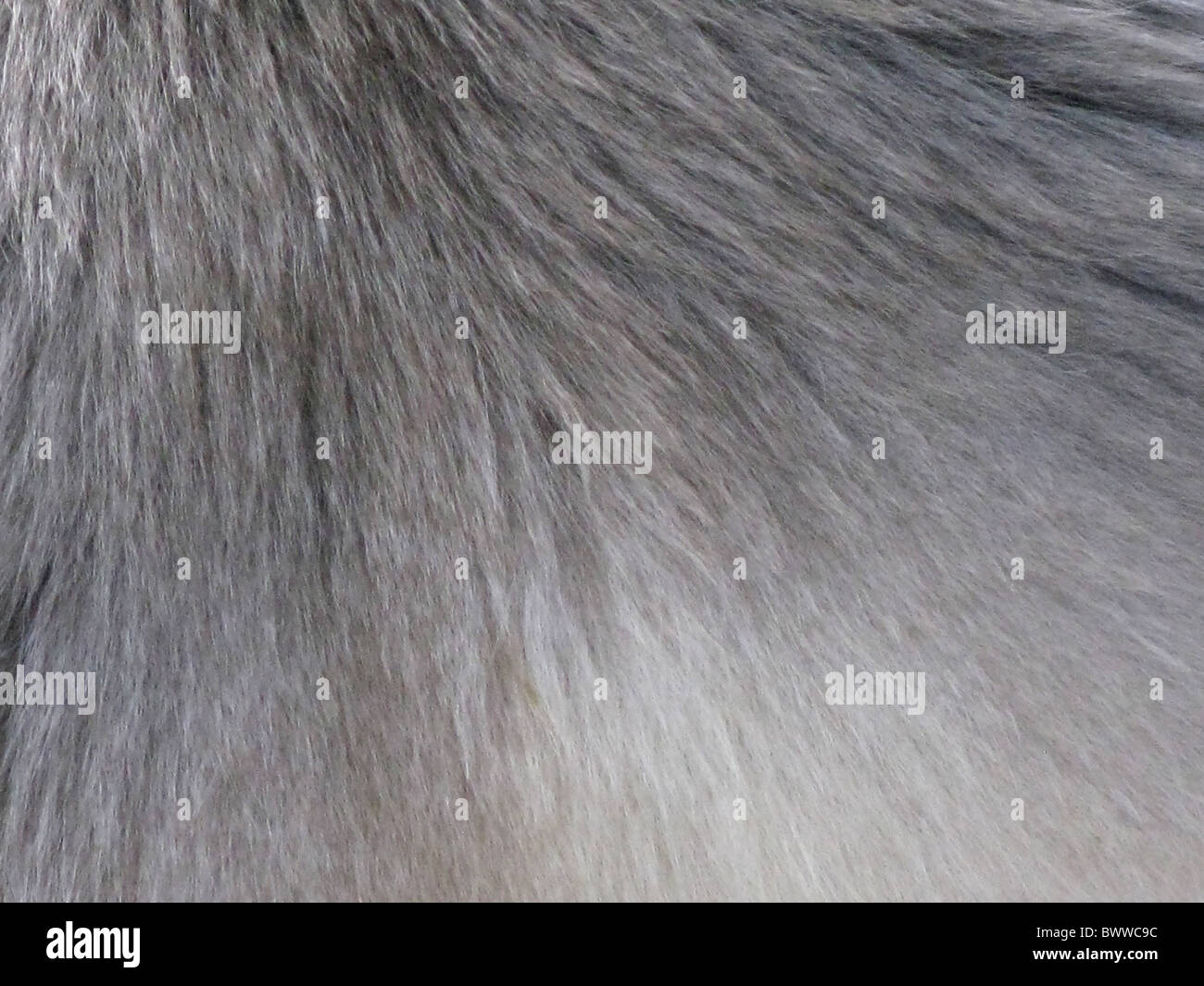 sifaka sifakas primate primates lemur lemurs prosimian madagascar ...