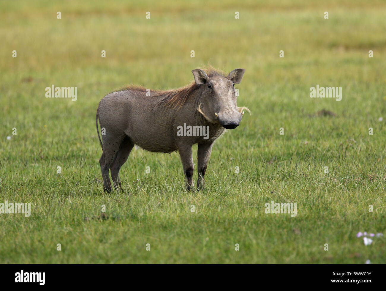 warthog warthogs "wild pig" "wild pigs" africa african mammal mammals ...