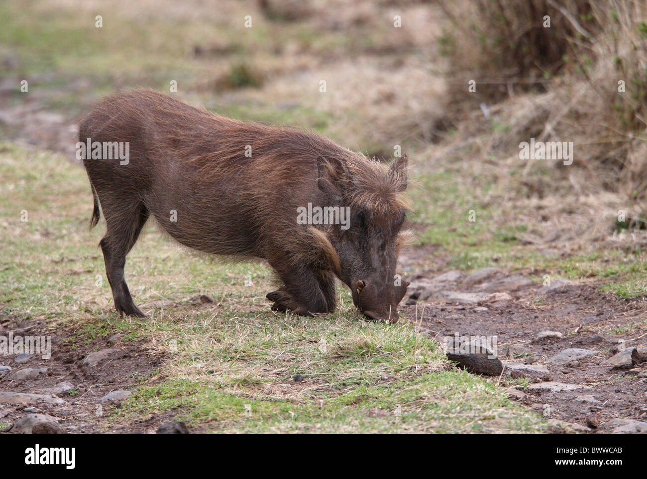warthog warthogs "wild pig" "wild pigs" africa african mammal mammals ...