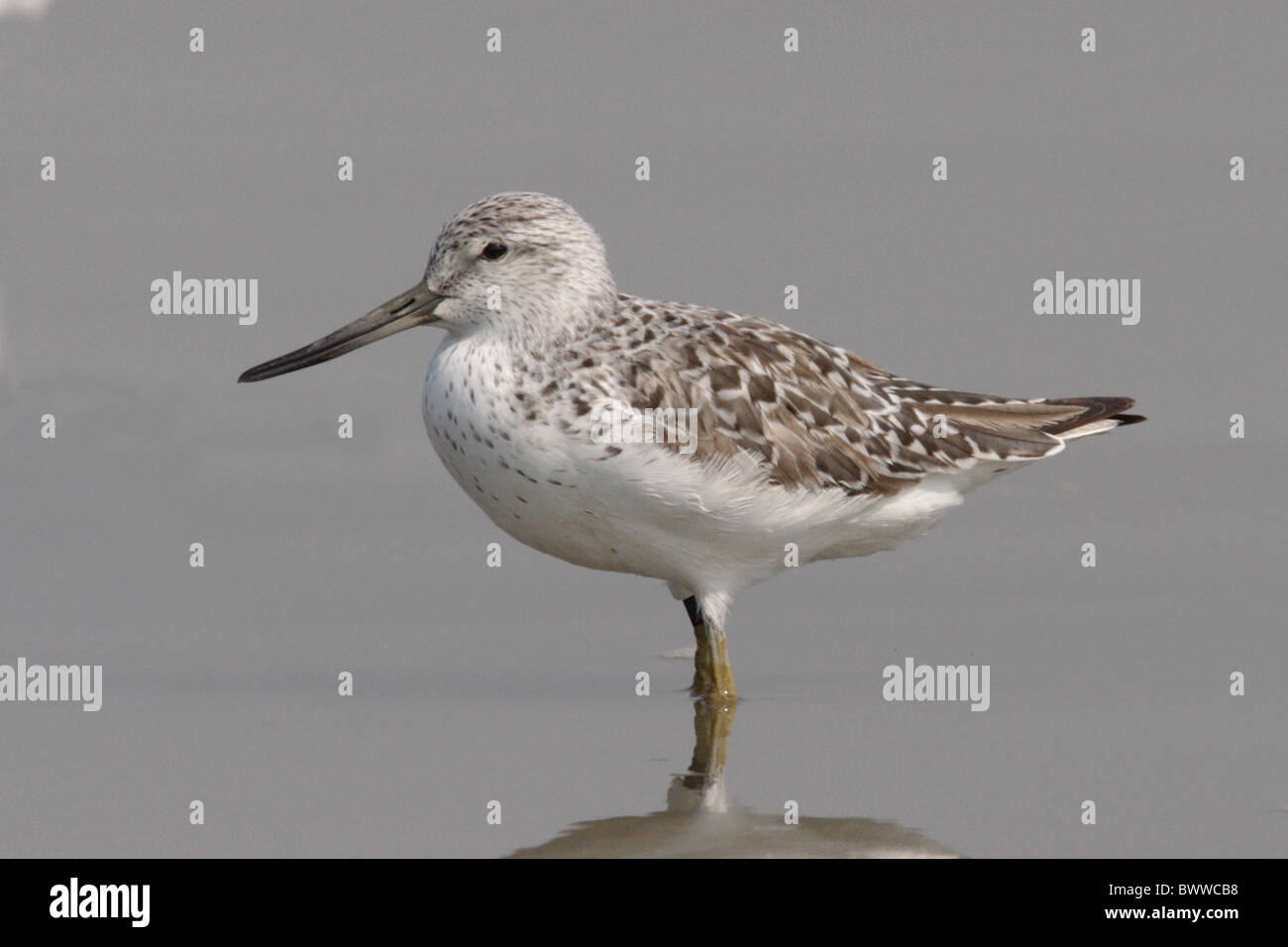 Nordmann's Greenshank (Tringa guttifer) adult, breeding plumage ...