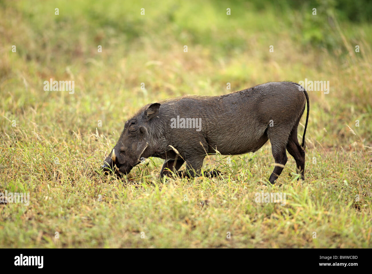 African wild pigs hi-res stock photography and images - Alamy