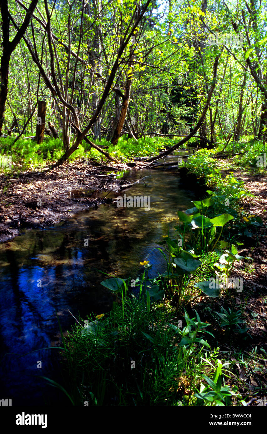 Stream and plants Stock Photo - Alamy