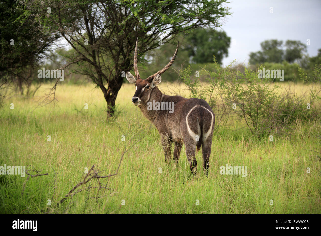 maennlich - male waterbuck waterbucks antelope antelopes africa african ...